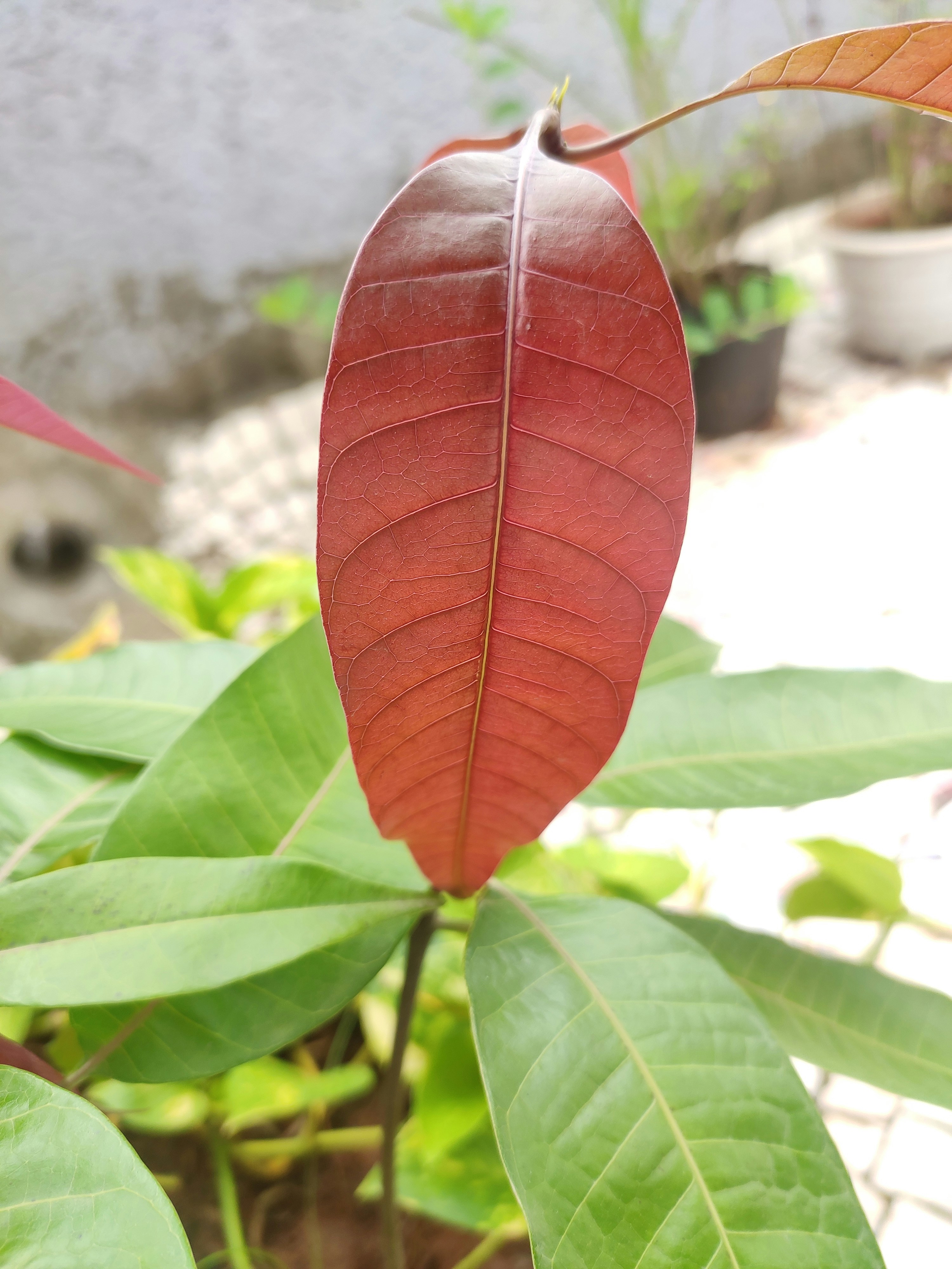 Crimson Vein Portrait: Close-Up of a Red Leaf Against Green Foliage