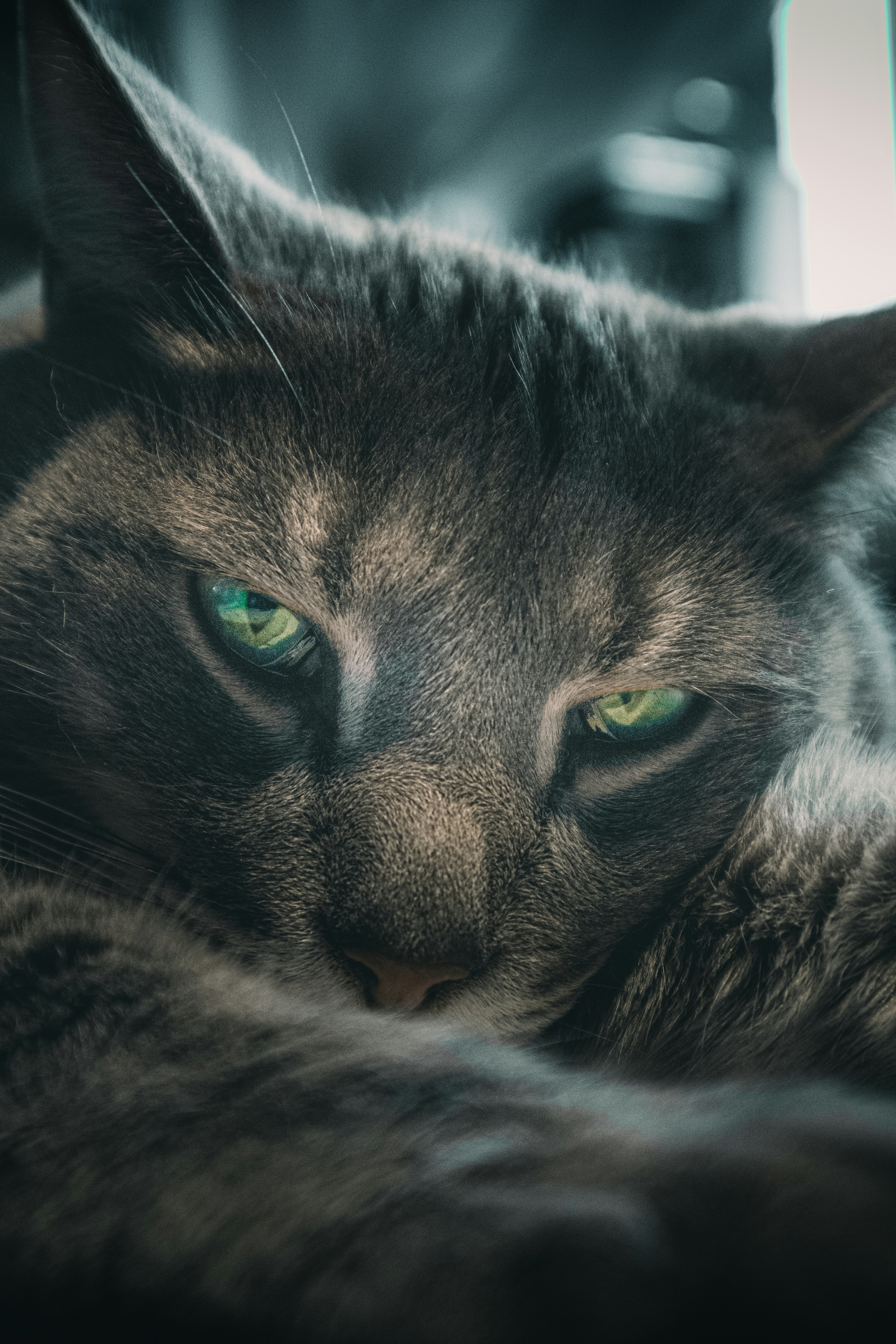 Emerald Gaze in Velvet Fur: A Close-Up Cat Portrait
