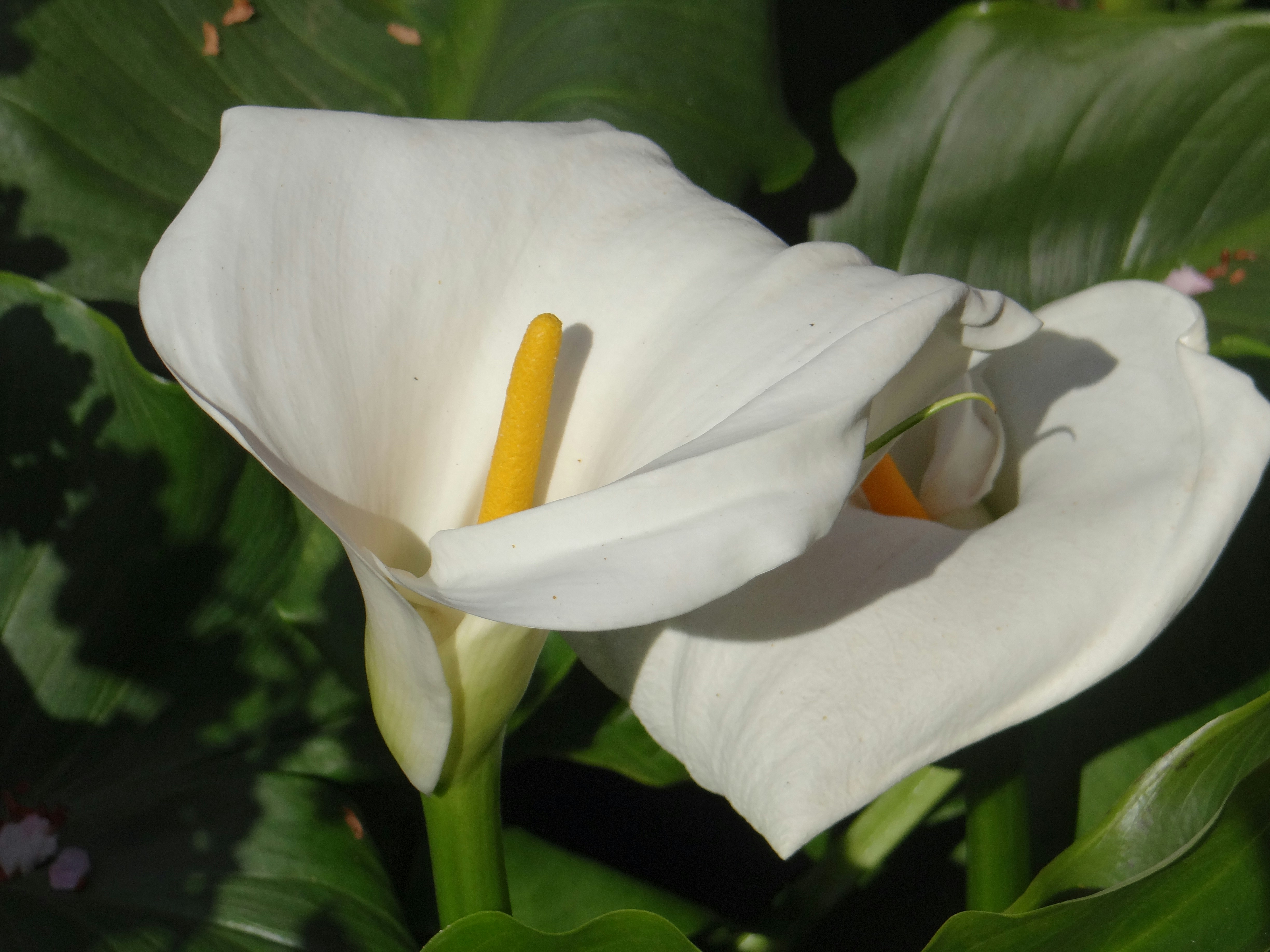 Two white calla lilies nestled among vibrant green leaves, showcasing their delicate petals and striking yellow stamen.