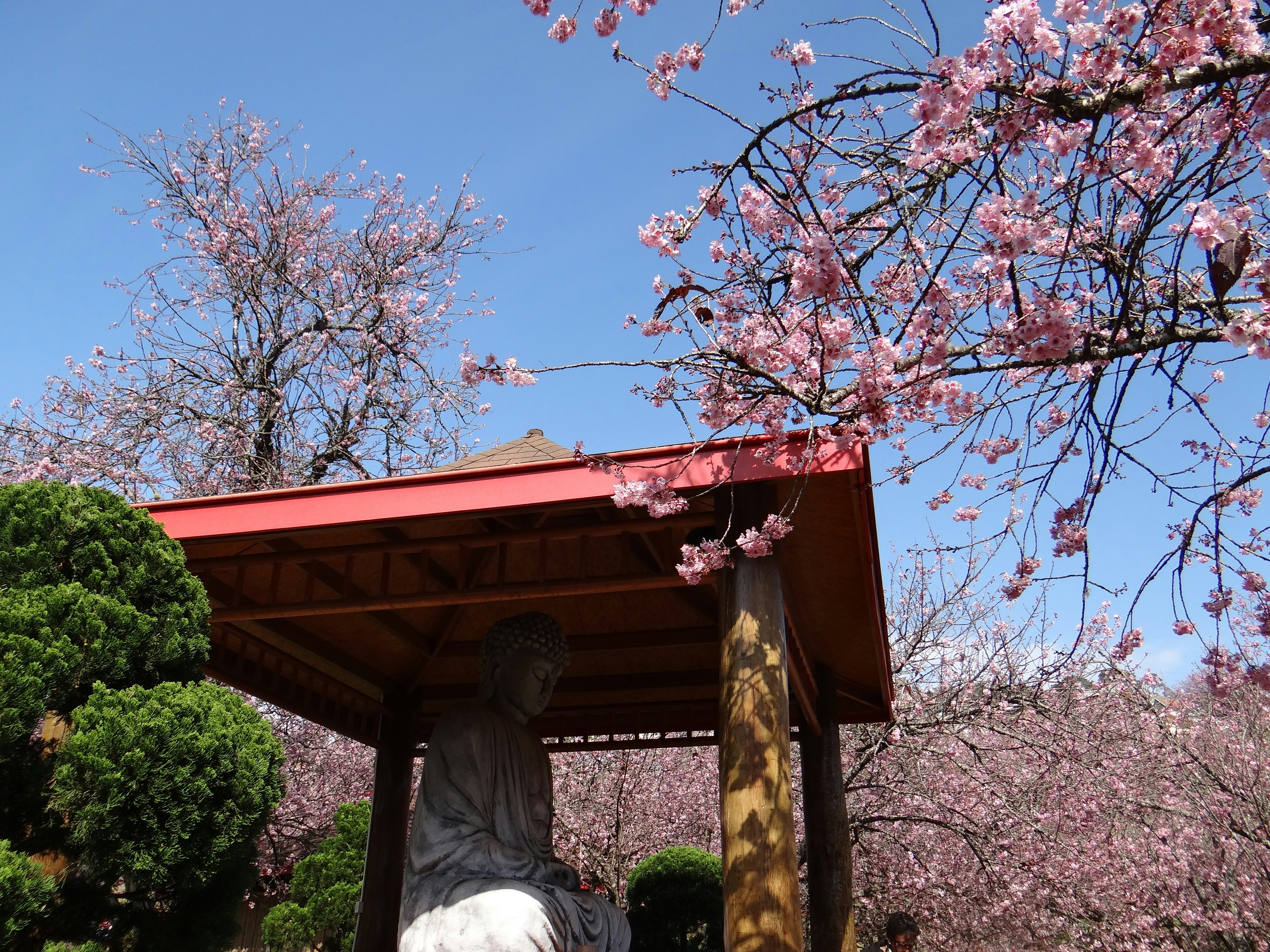 Buddha statue seated under a wooden pavilion surrounded by blooming cherry blossom trees. Clear blue sky enhances the peaceful atmosphere.
