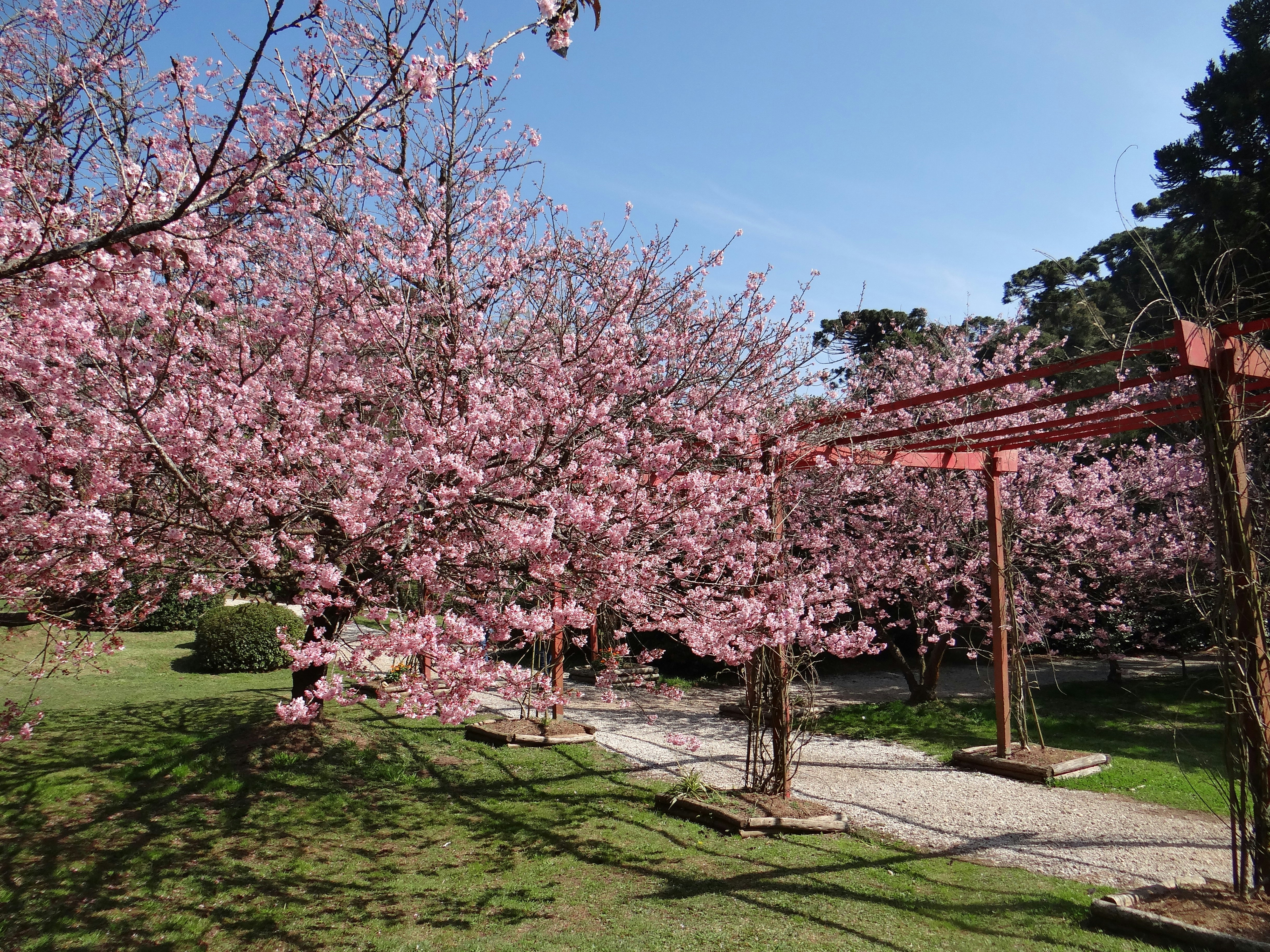 Cherry blossom trees in full bloom create a vibrant pink canopy over a serene garden pathway.