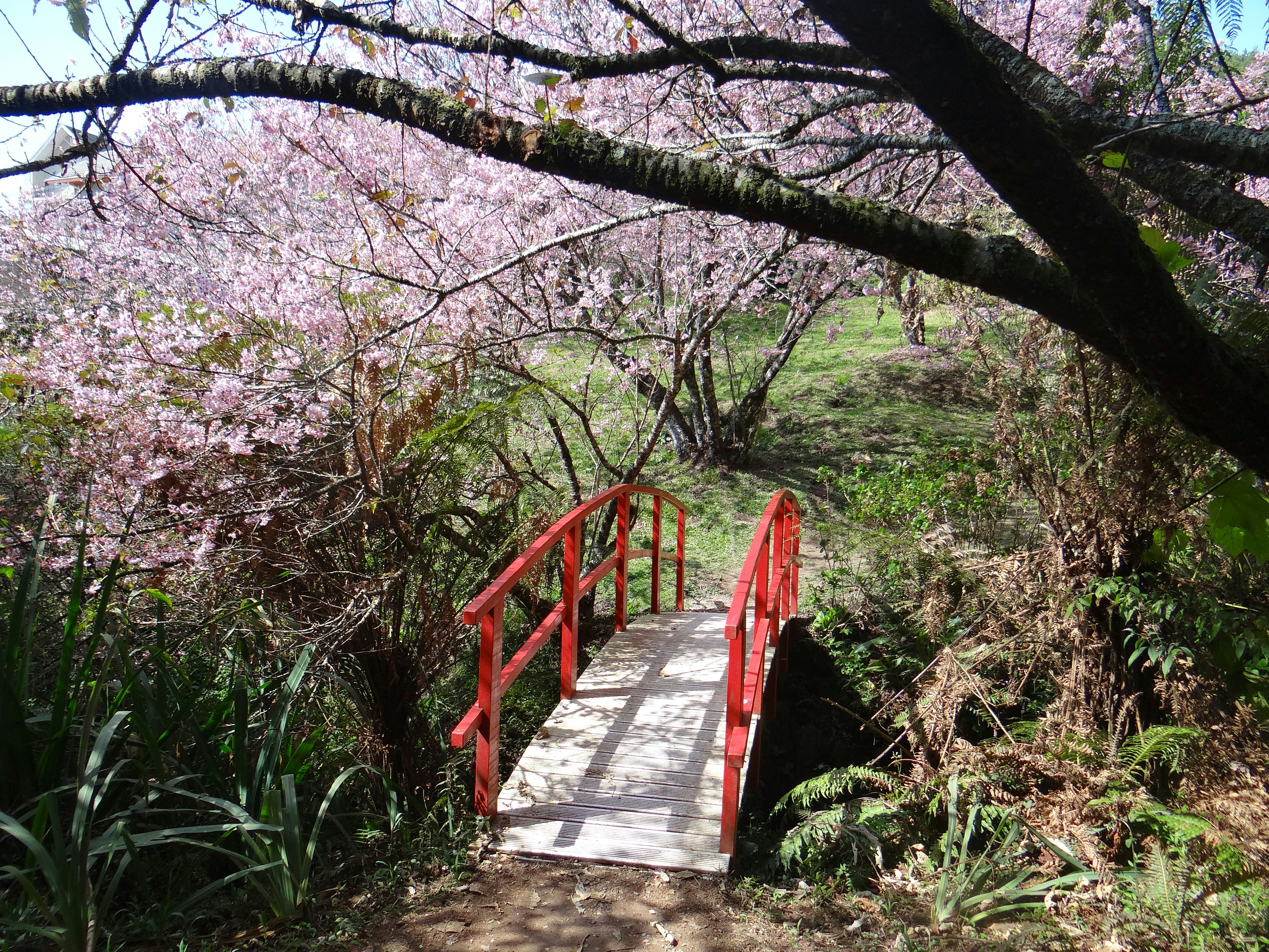 A vibrant red bridge crosses a small path surrounded by blooming cherry trees, inviting exploration in a serene natural setting.
