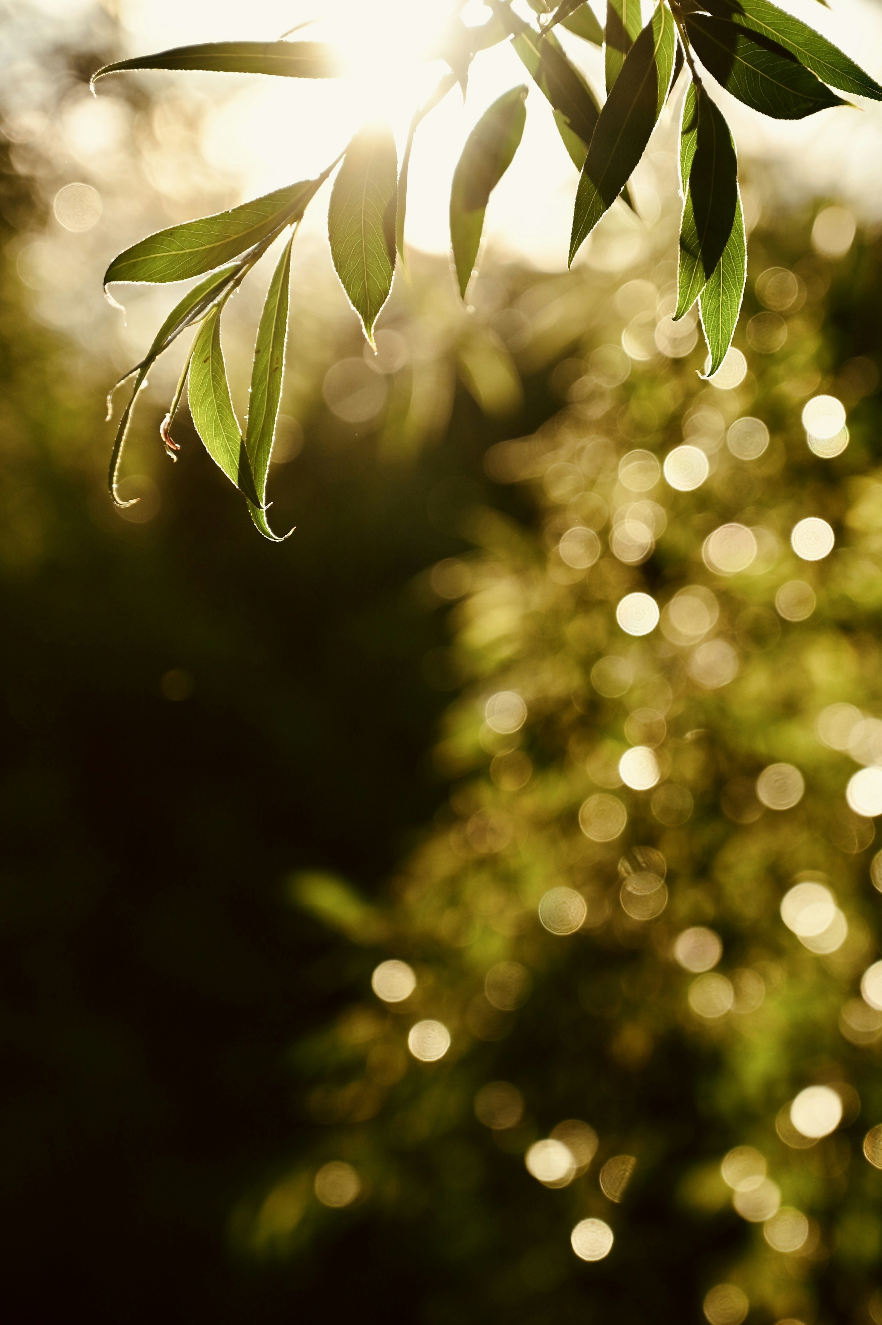 Sparkling leaves