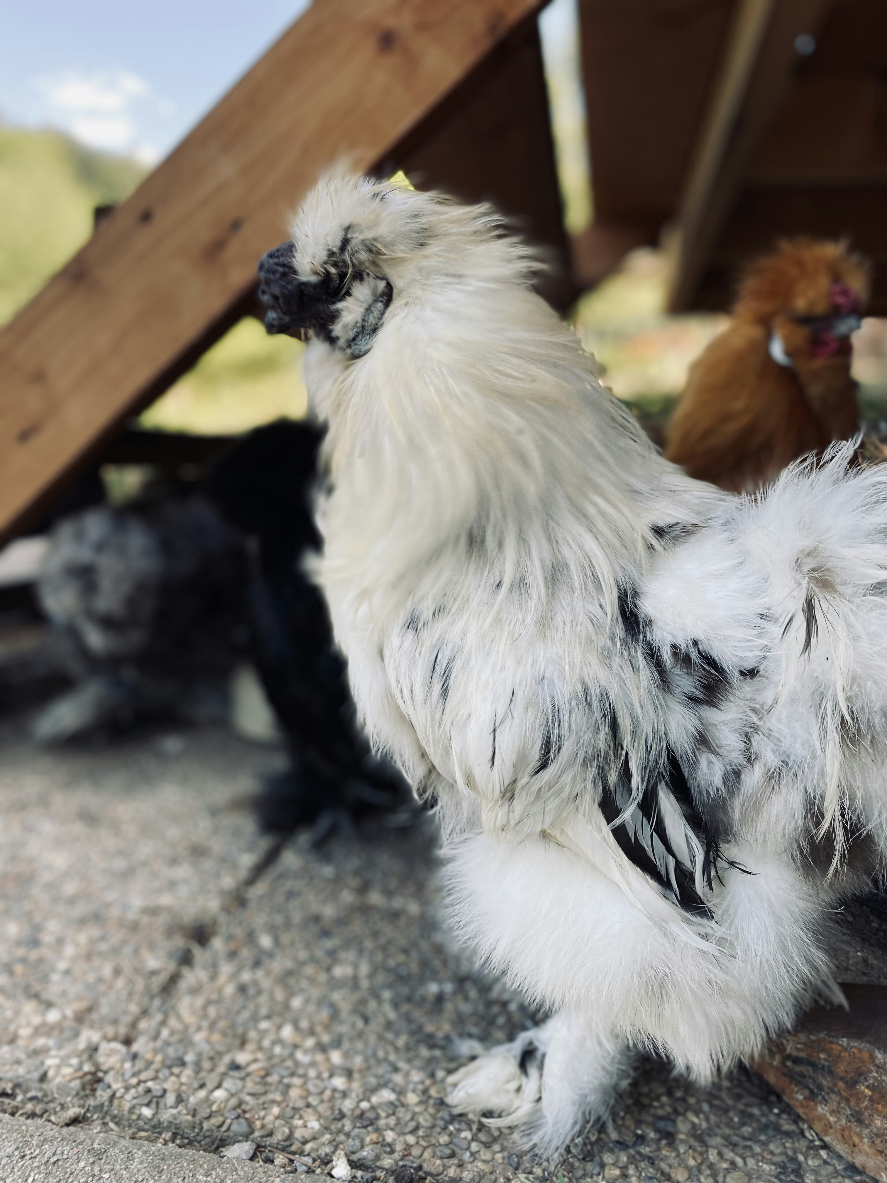 Fluffy Silkie Portrait Beneath Wooden Shelter