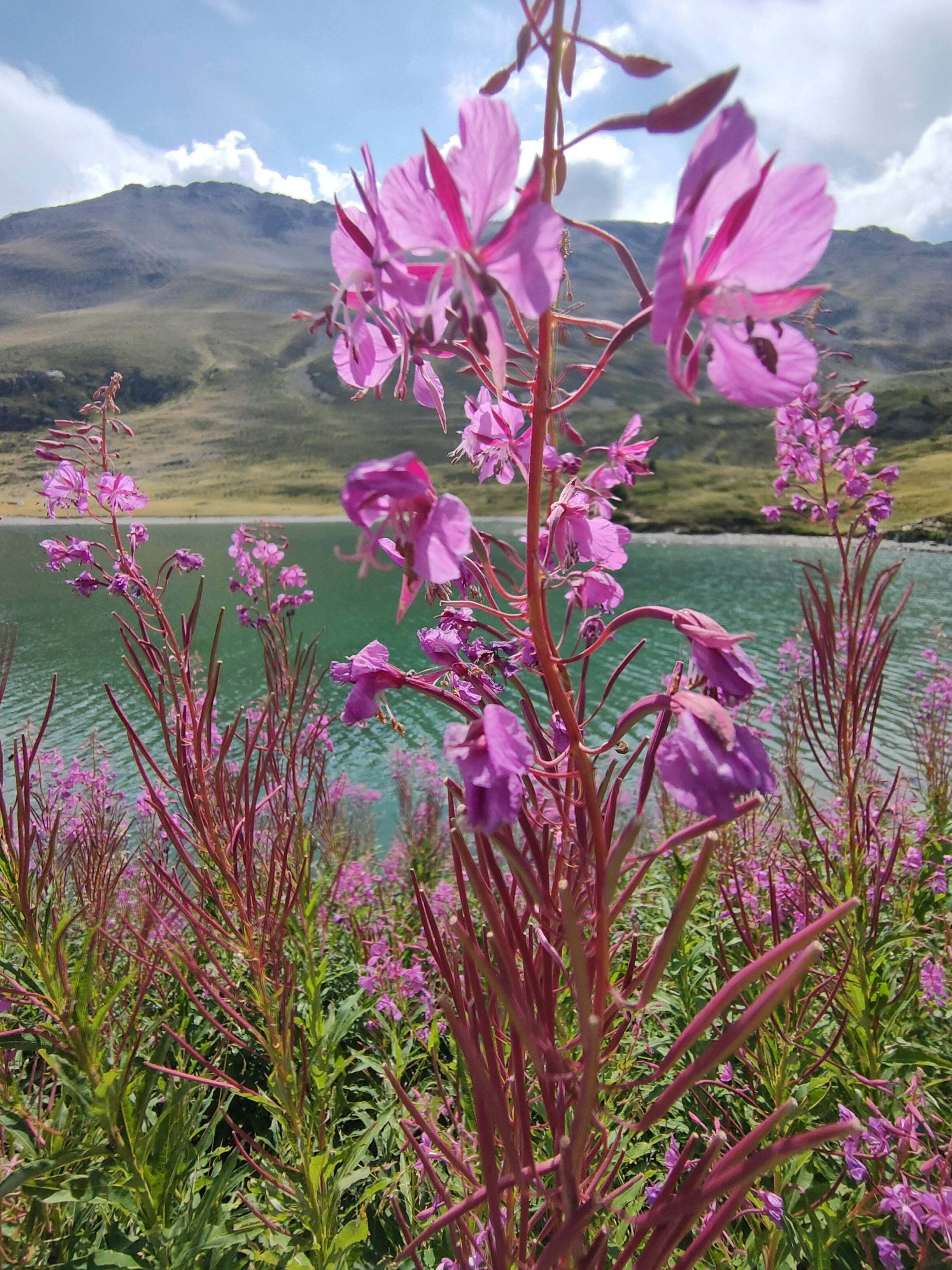 Flora Elementos De La Region Andina Pictures | Download Free Images on ...