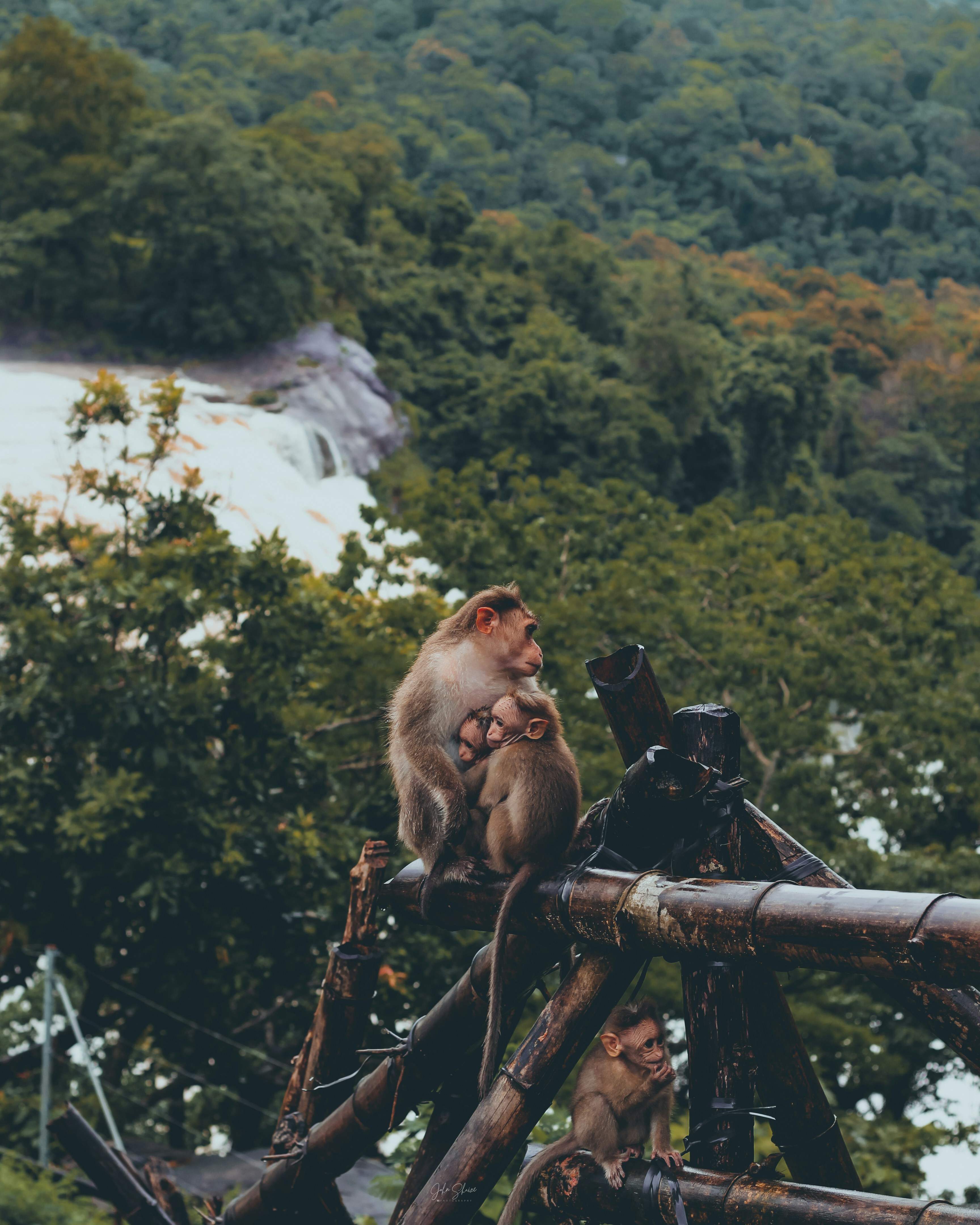 a monkey sitting on a tree branch
