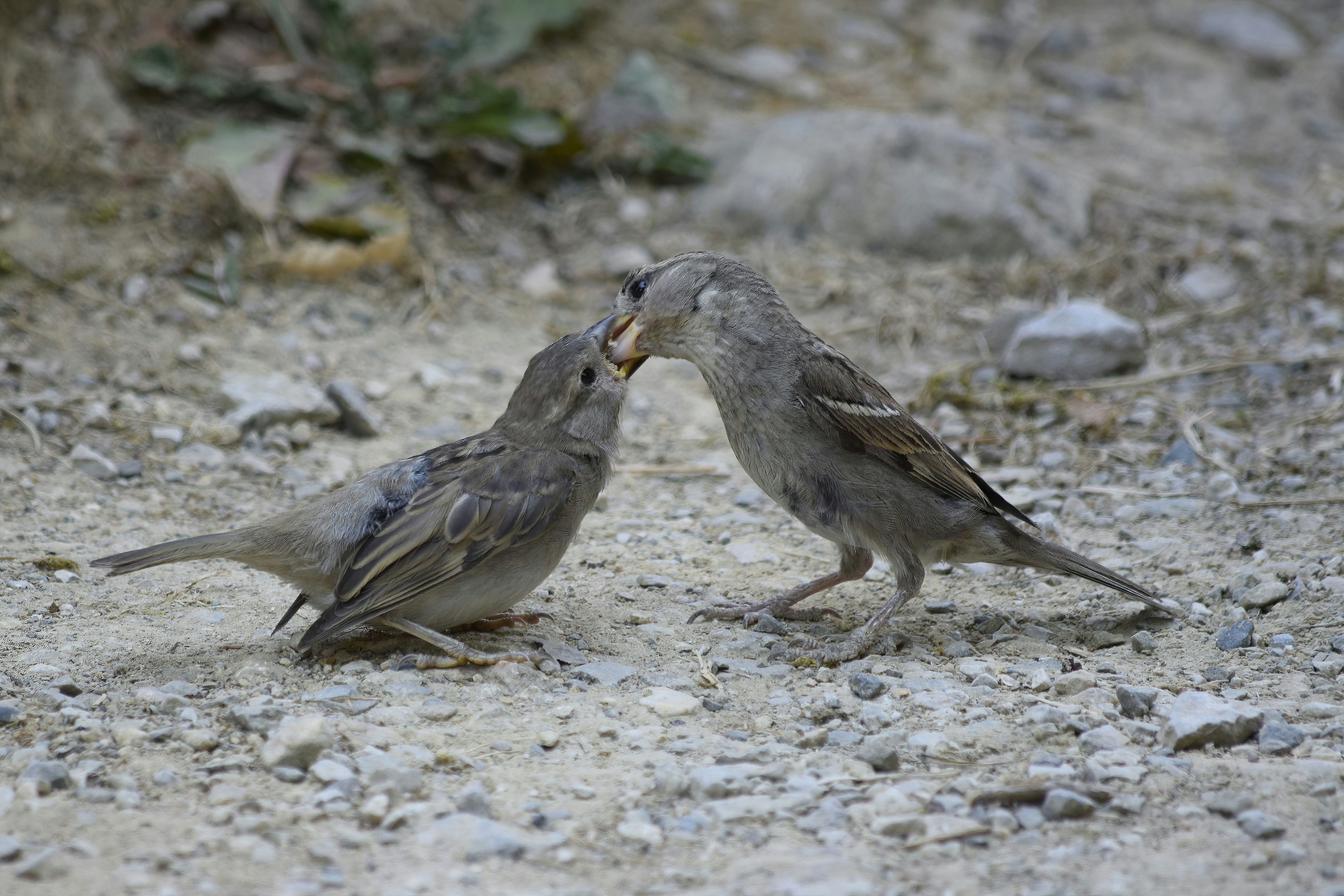 Sparrows feeding
