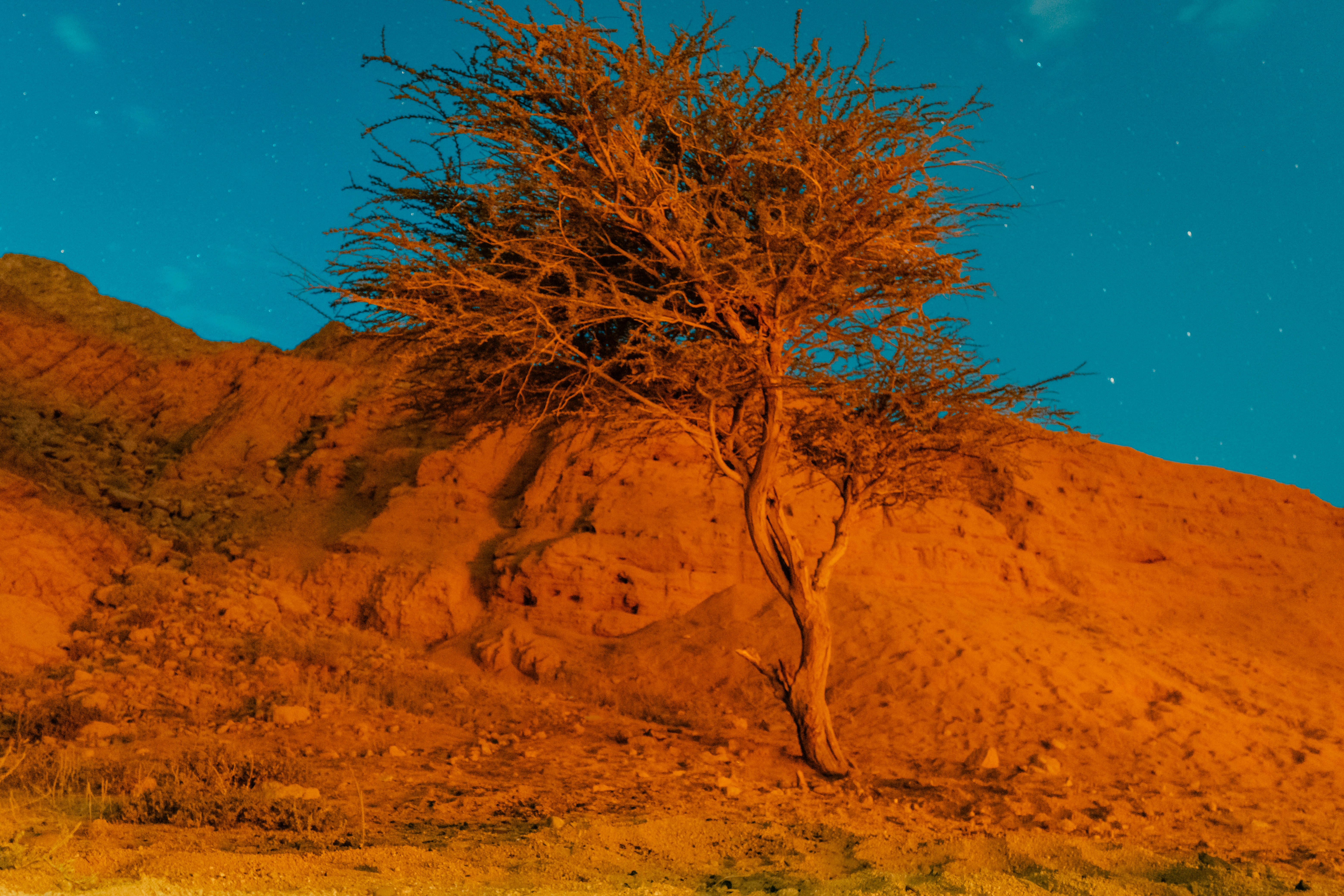 Lone Desert Tree on a Sun-Warmed Cliff Under a Starry Night