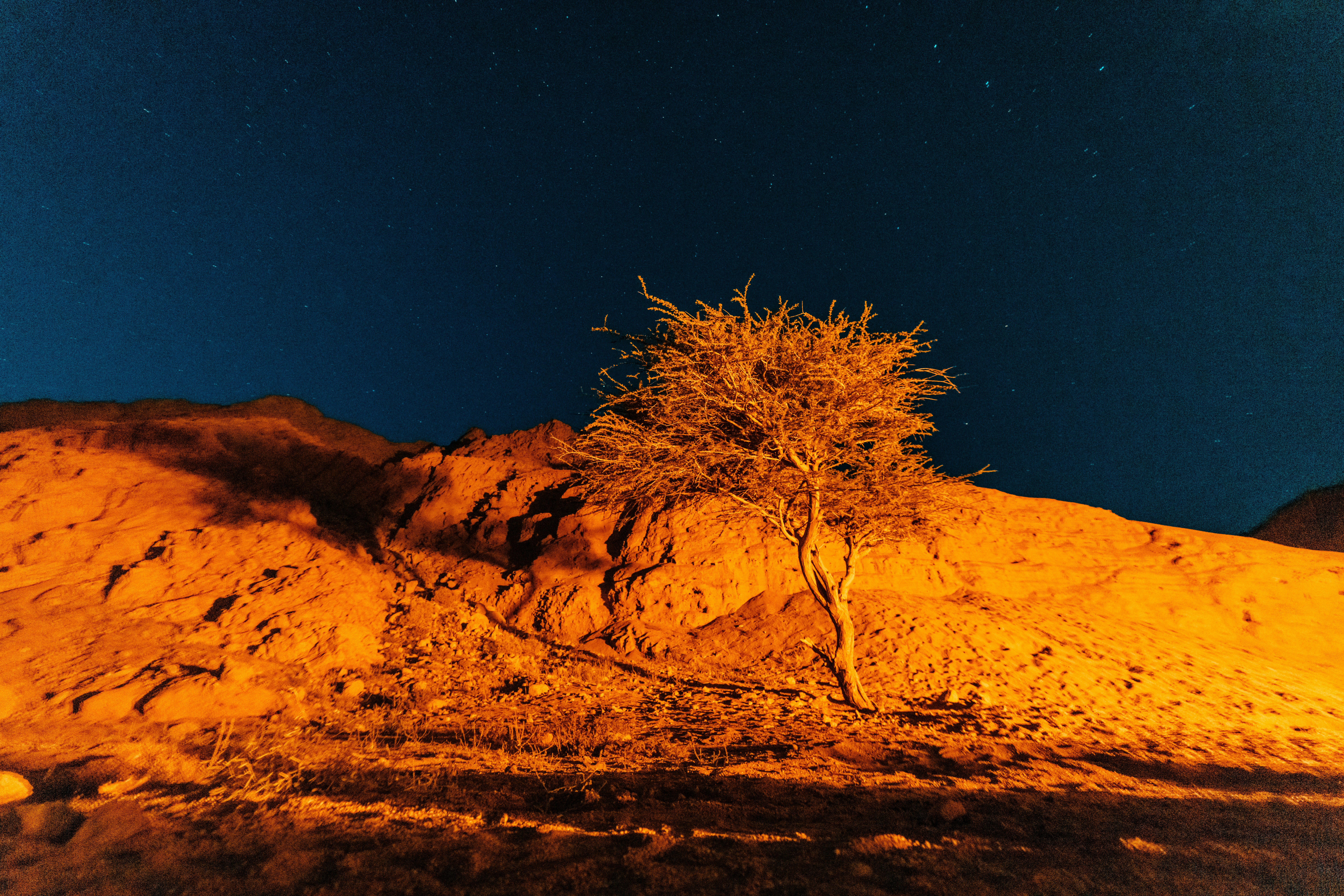 Lone Tree on a Sunlit Ridge Beneath a Star-Pocked Sky