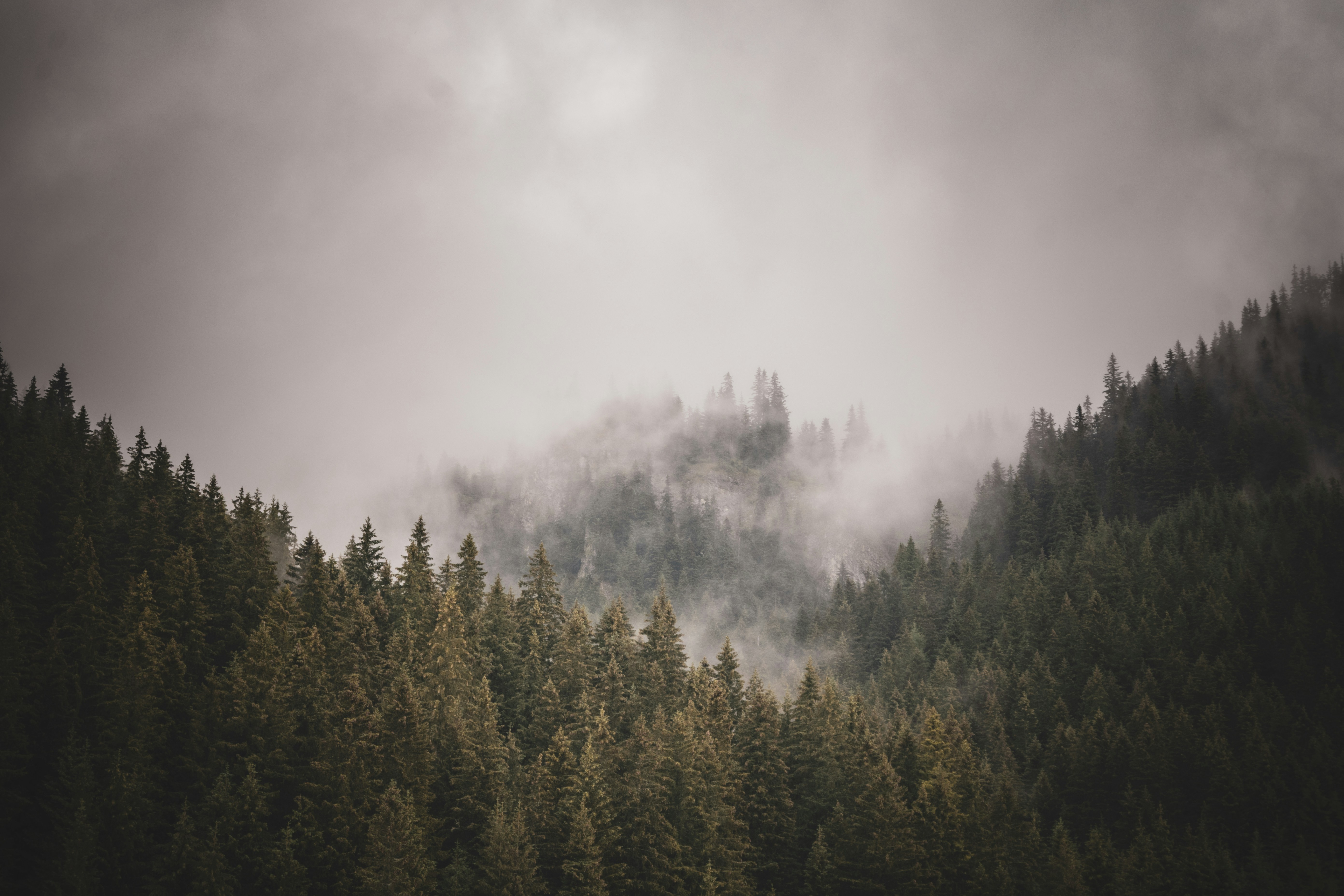 Dense evergreen forest shrouded in mist, with layers of trees fading into the fog. A serene atmosphere envelops the landscape.