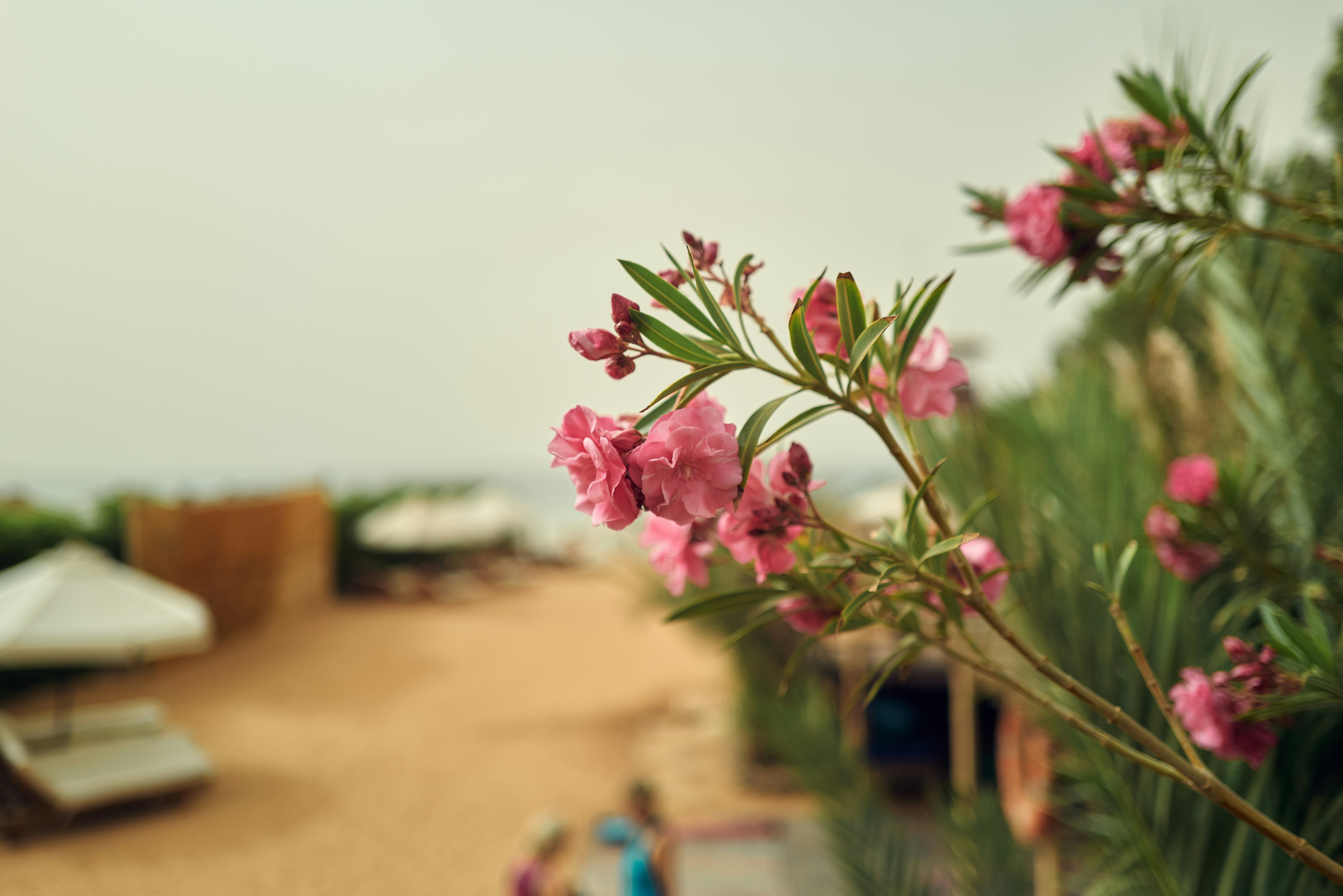 Petals in Focus, Beachscape in Blur