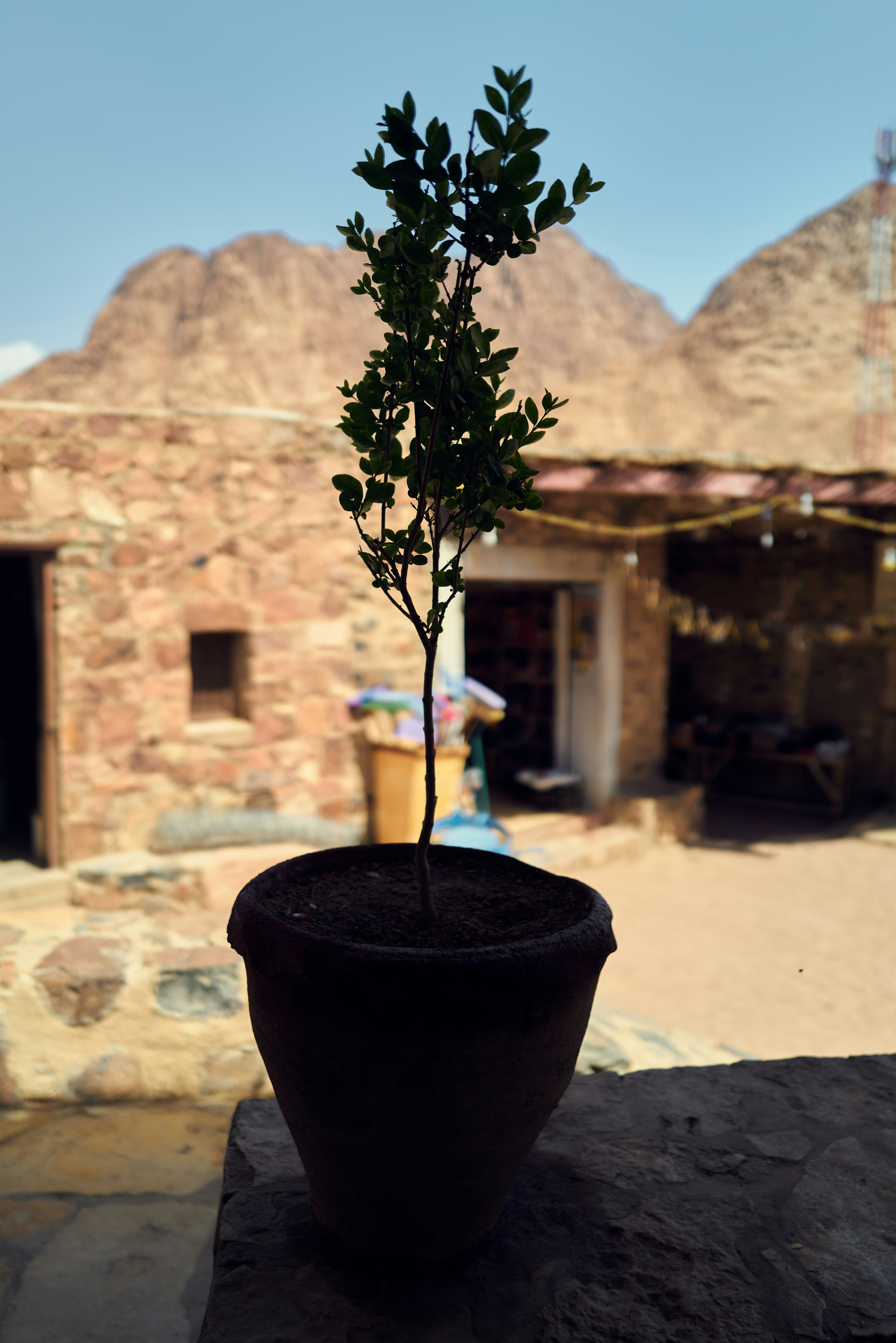 Sprout in the Sun: A Lone Plant Reaches Toward a Bright Desert Sky