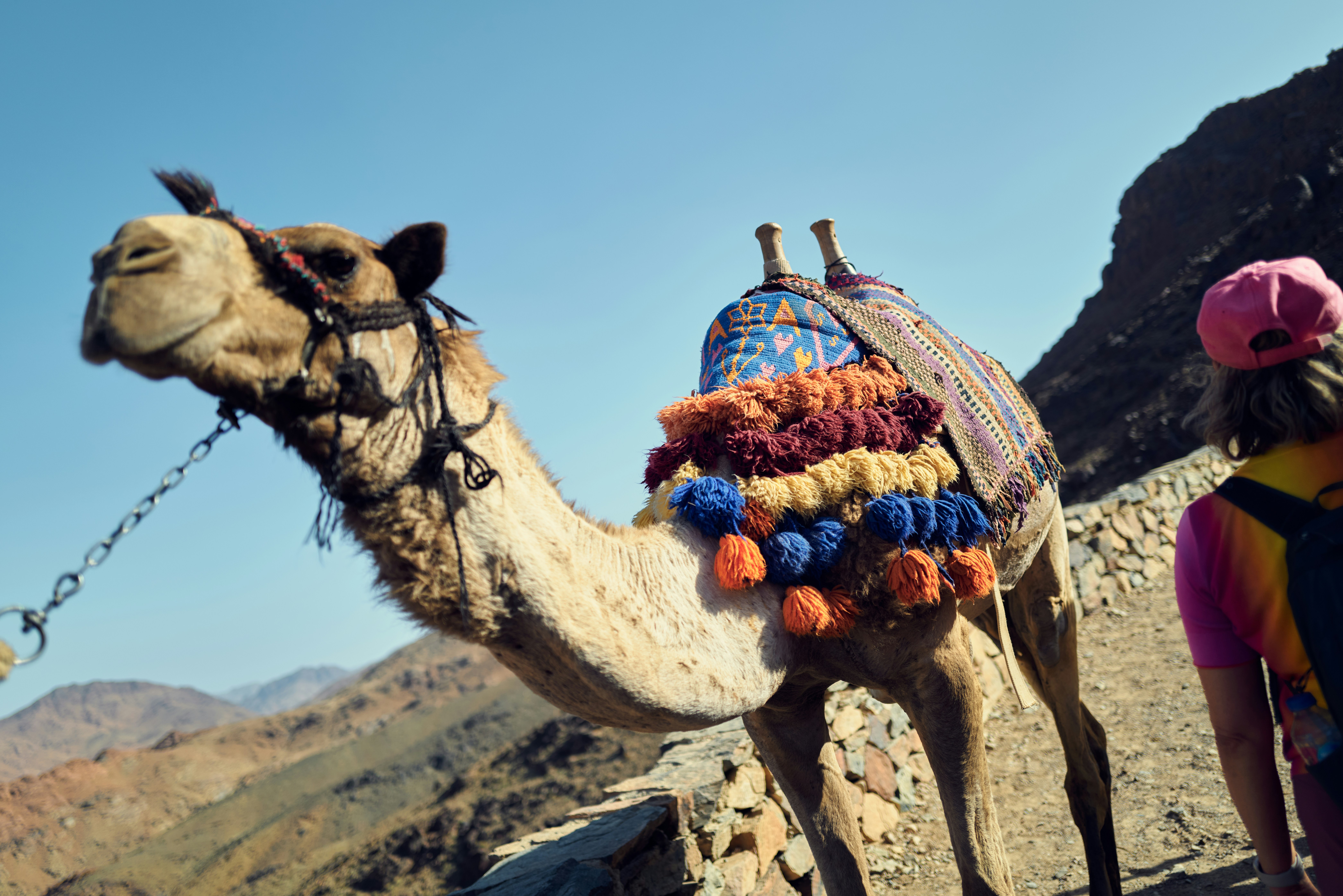 A camel with a saddle on its back photo – Free Human Image on Unsplash