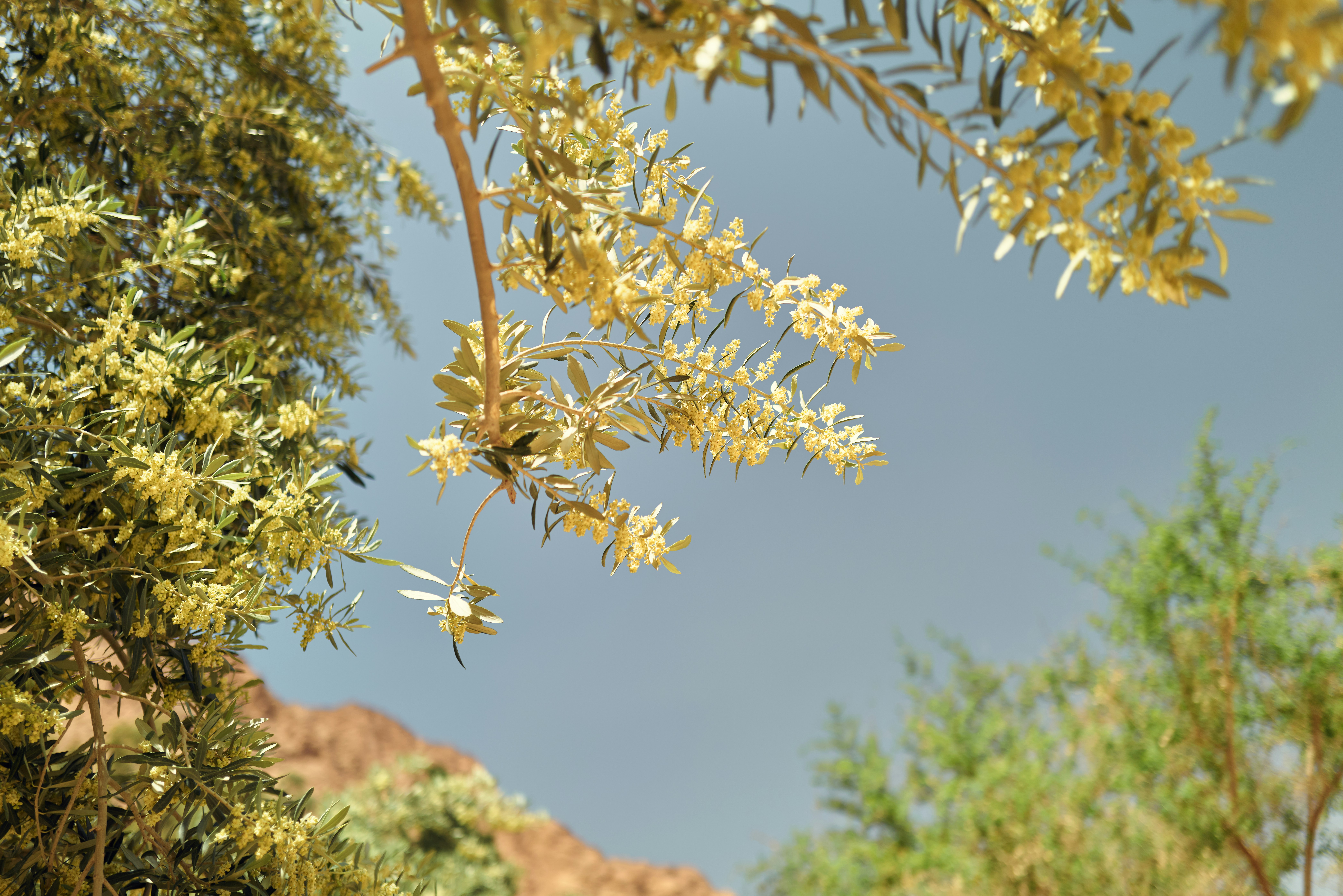 Golden Sprigs in a Sunlit Desert Sky