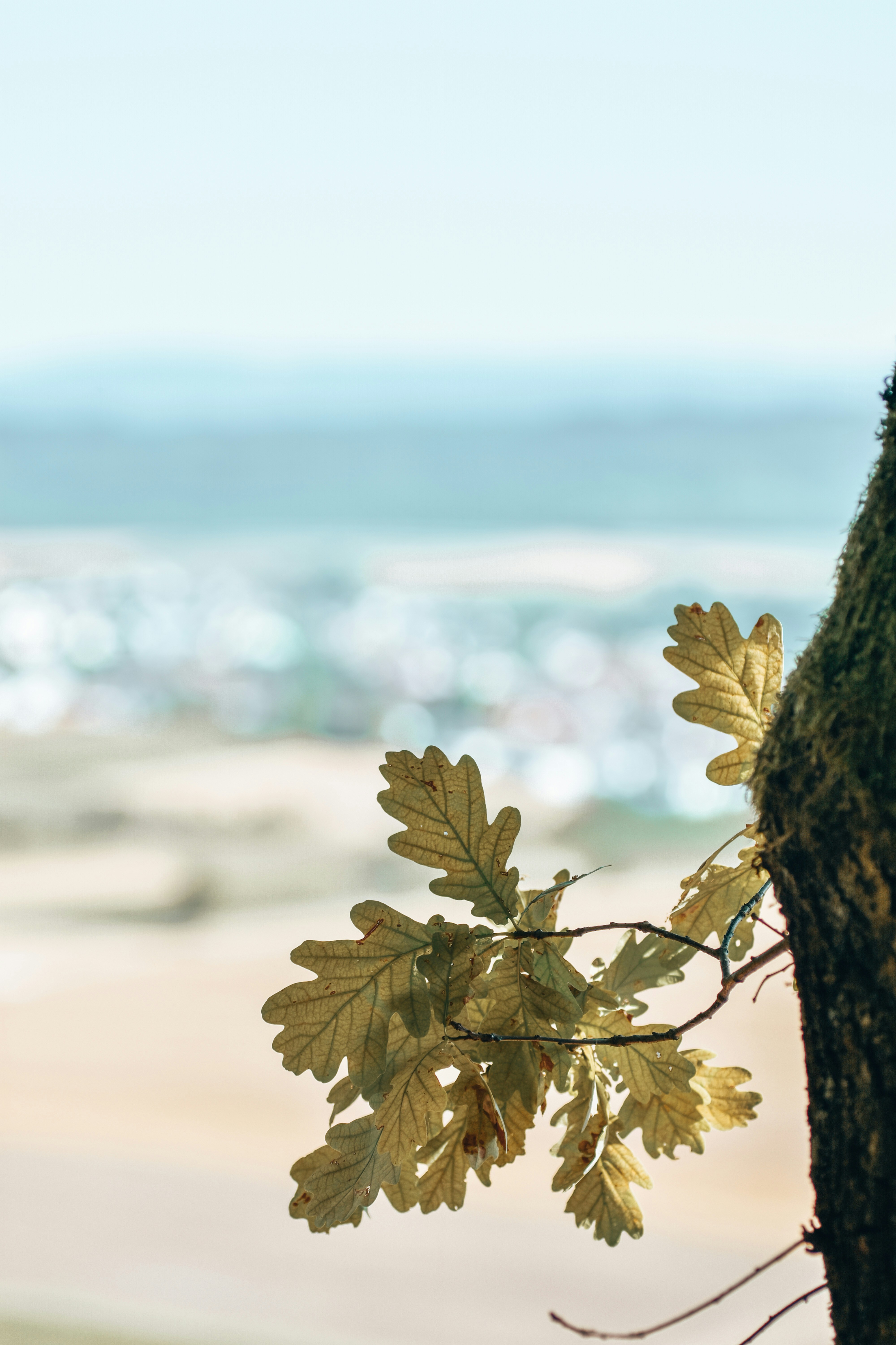 Littoral Oak: Close-Up Leaves Framed by the Sea