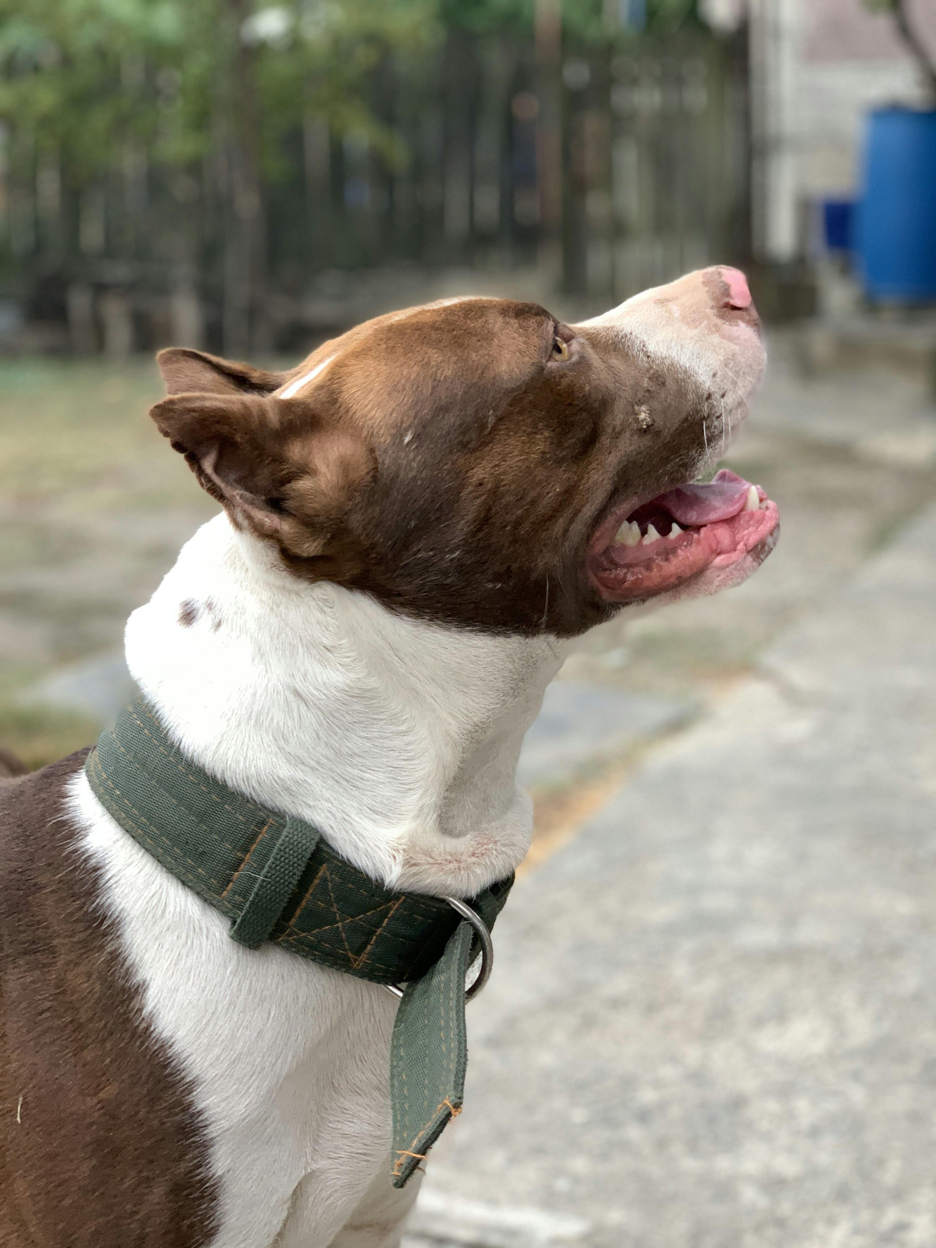 Head Tilted Skyward: A Dog Captivated by the Breeze