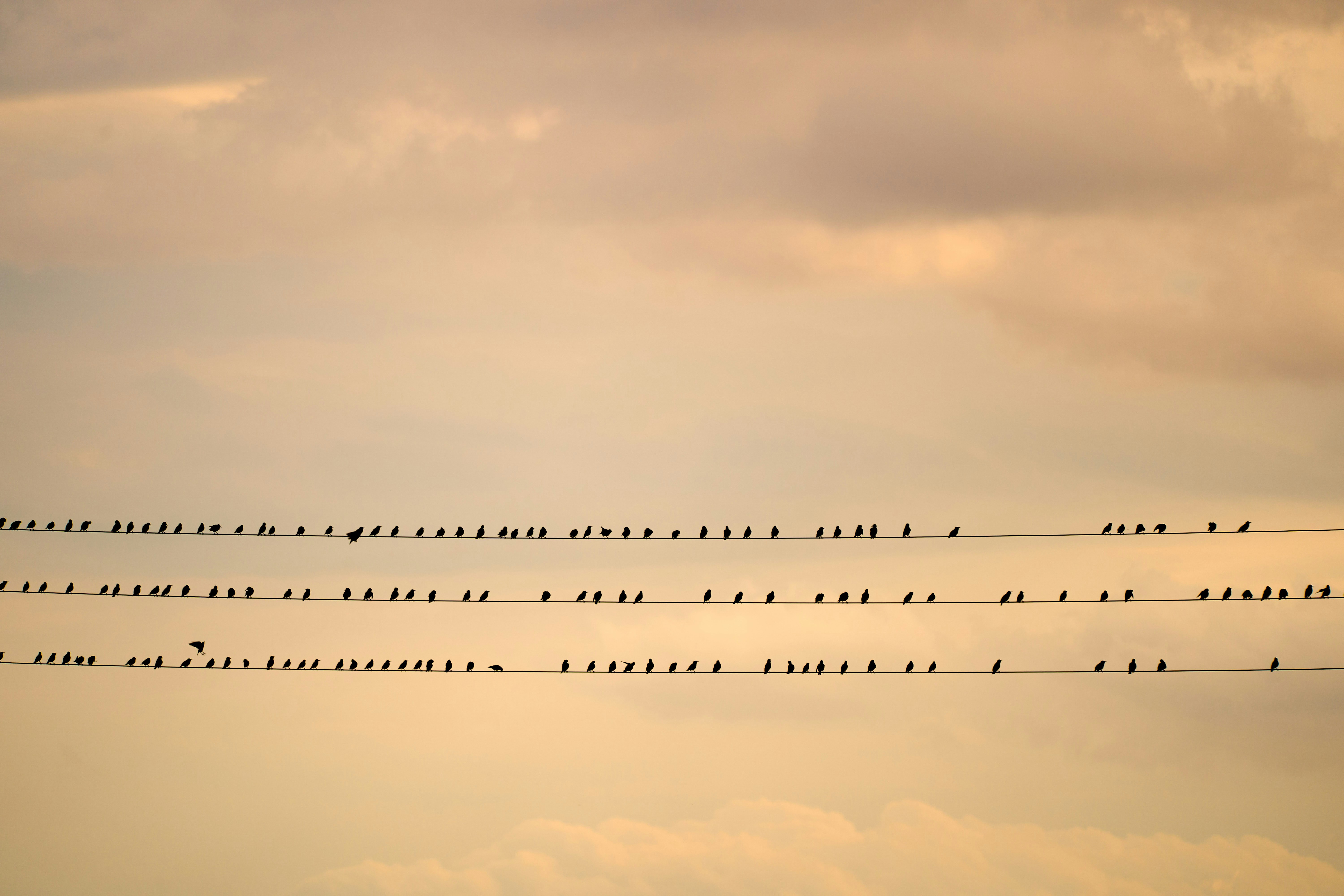 a flock of birds flying in the sky