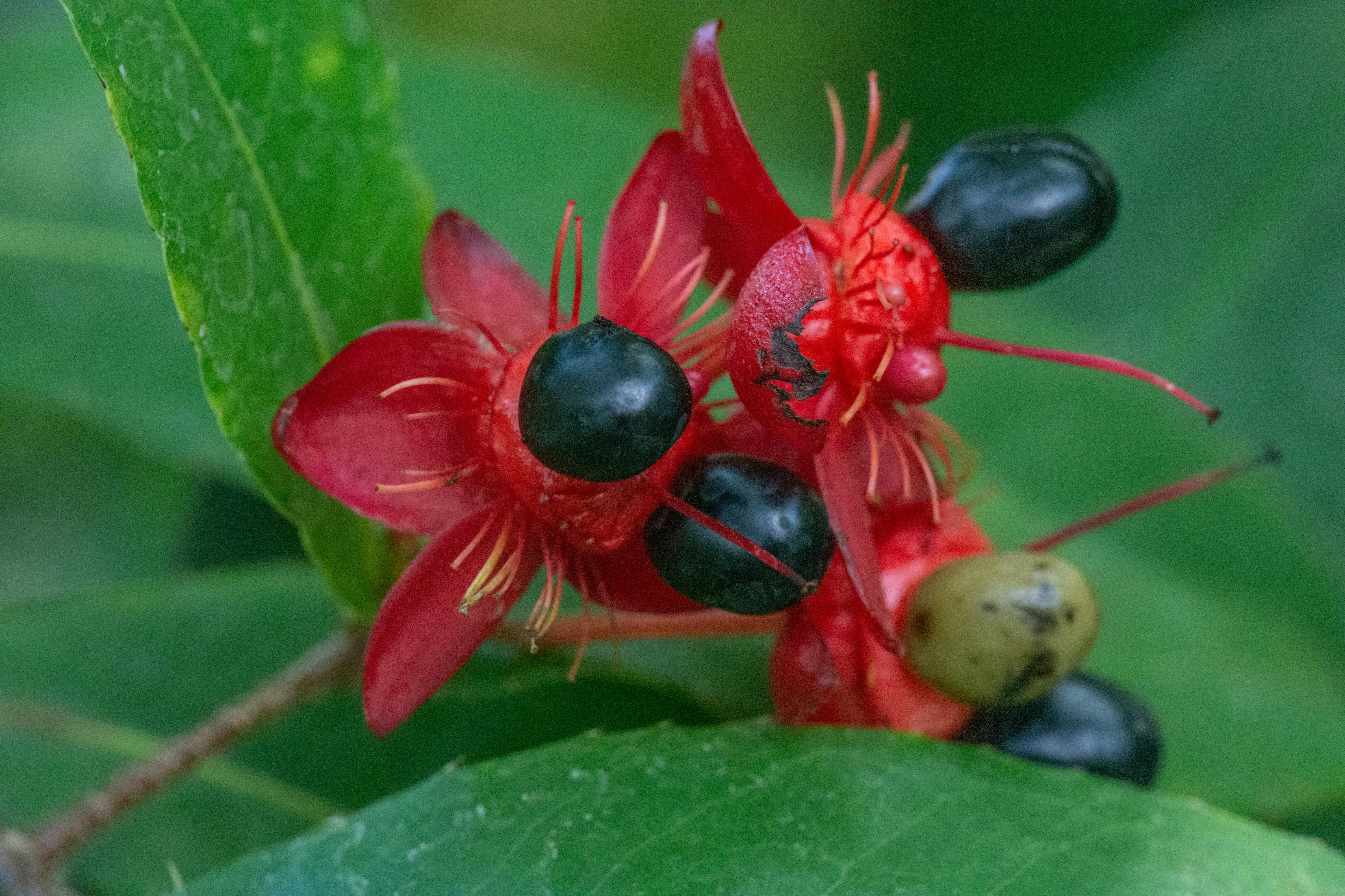 Crimson Bloom with Night-Shade Berries