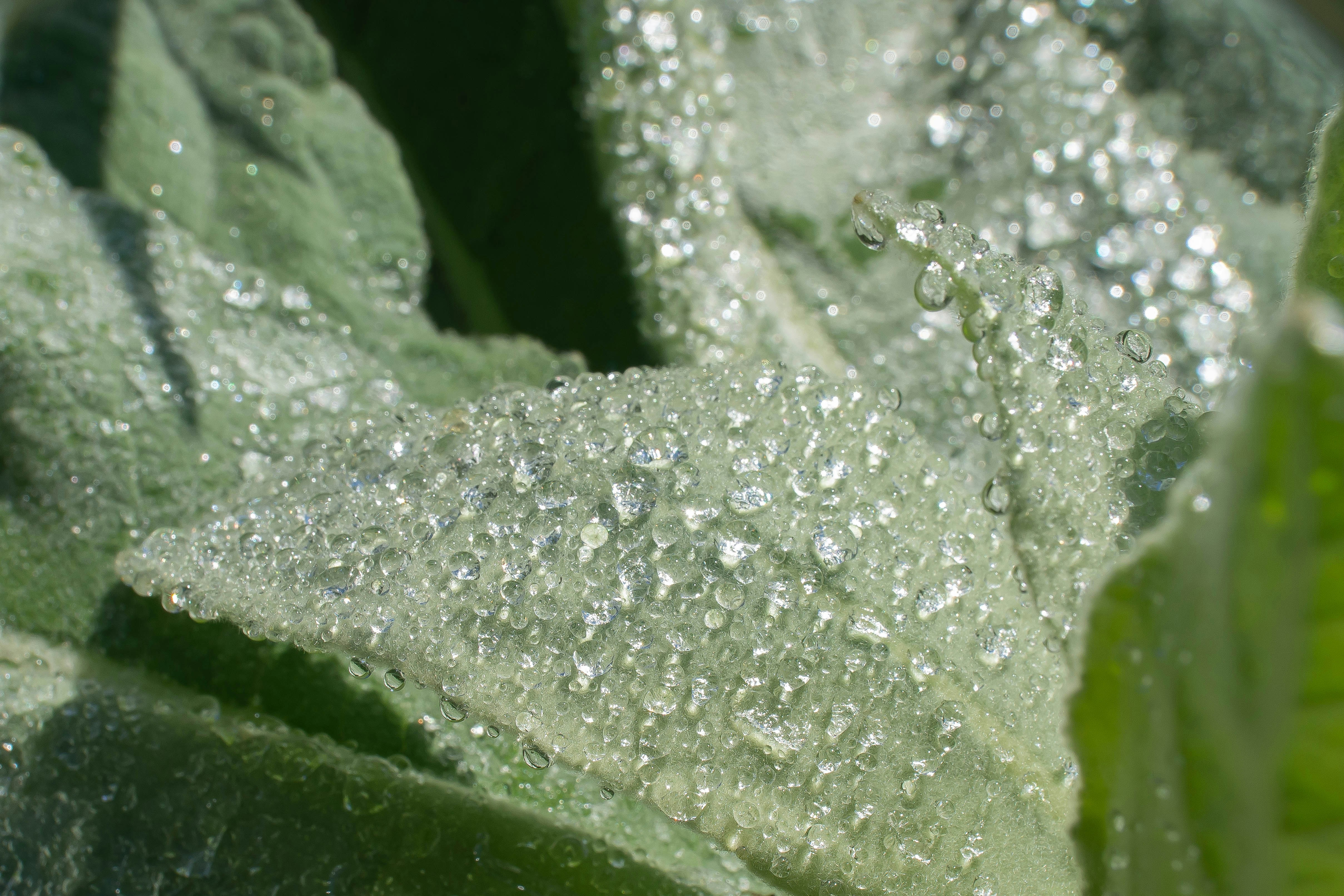 Dew Jewels on Velvet Leaf: Macro Close-Up of Morning Texture