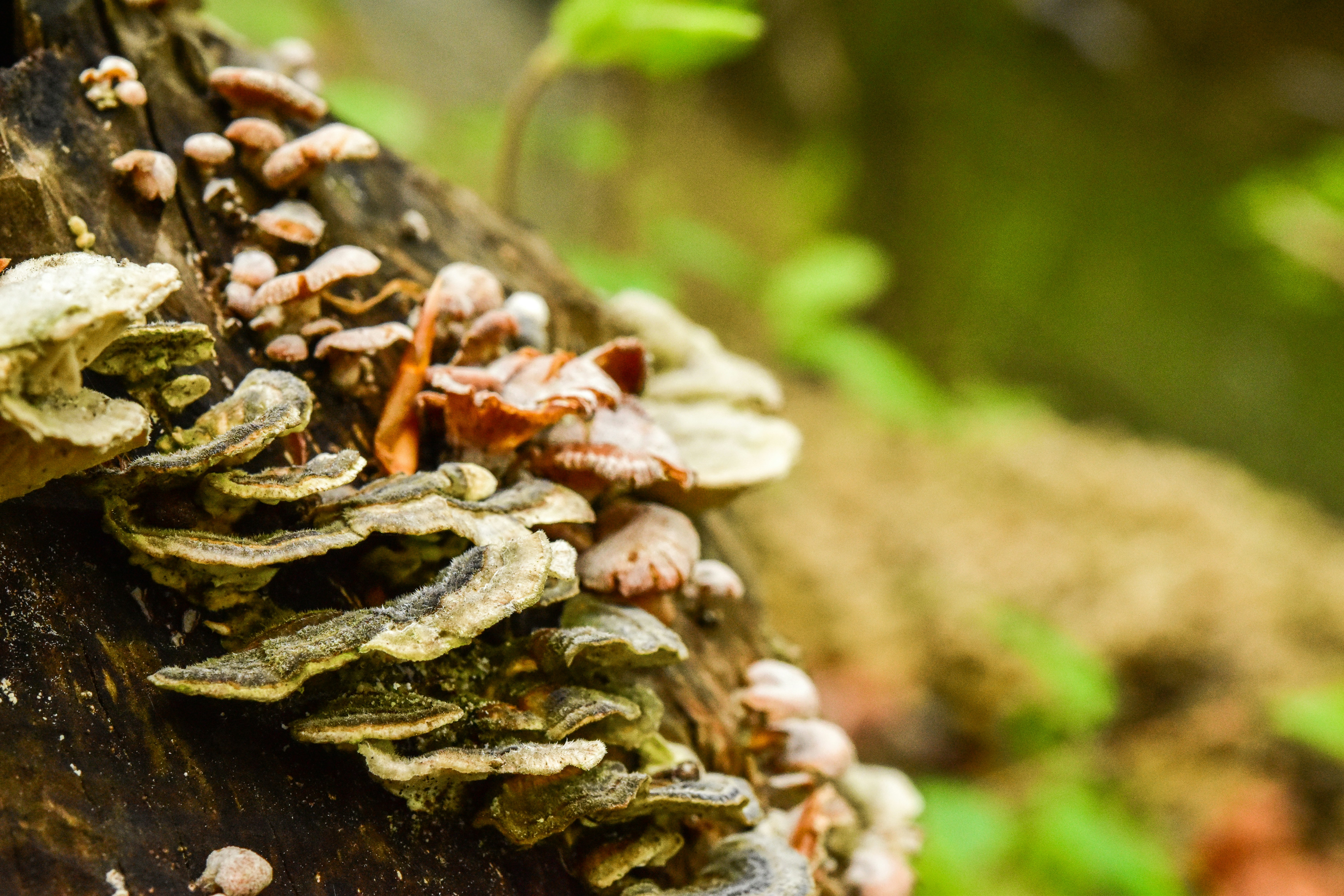 Bracket Fungi Cling to a Weathered Log under Soft Forest Light