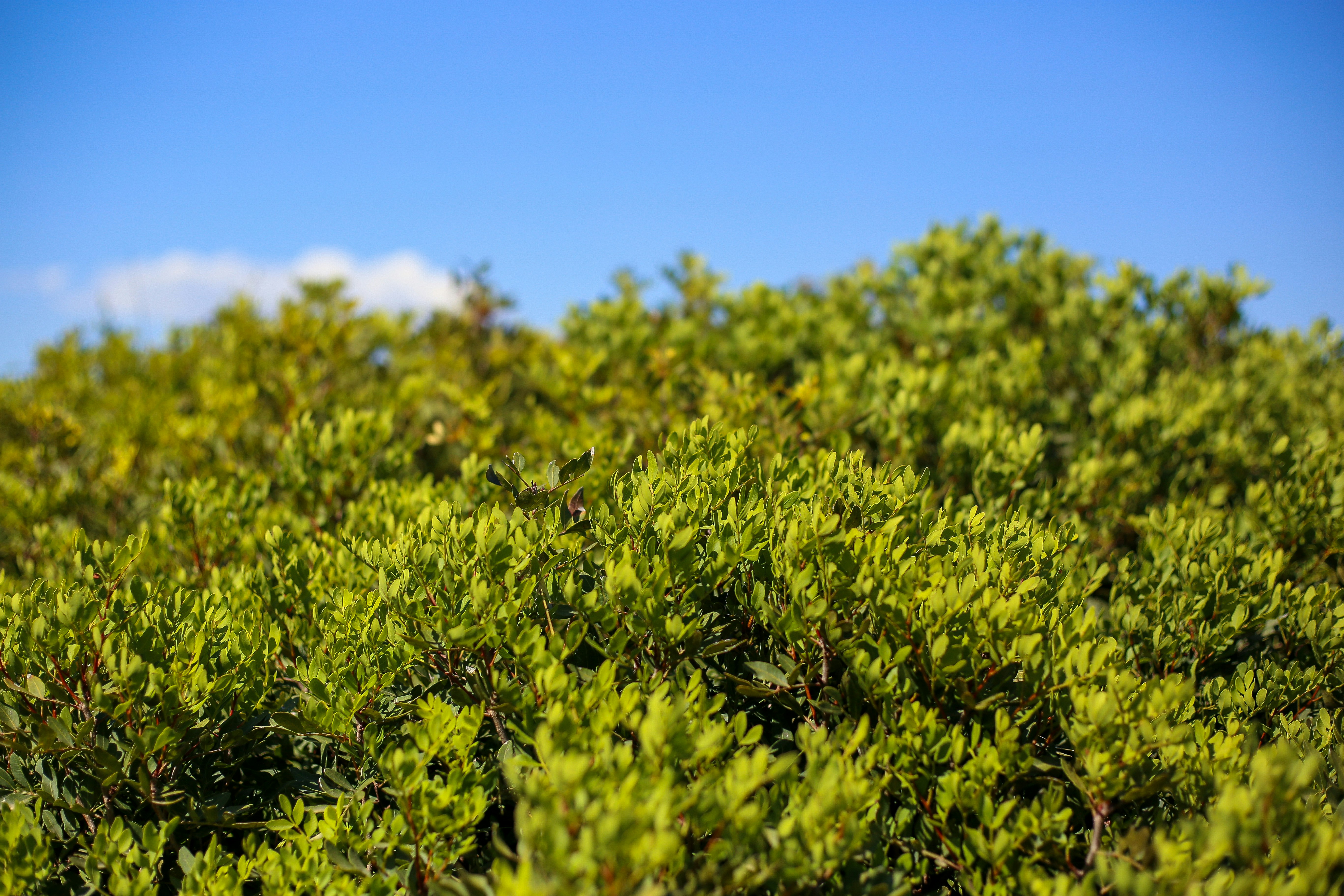 Foto Close-up beberapa semak-semak – Gambar Hutan Gratis di Unsplash