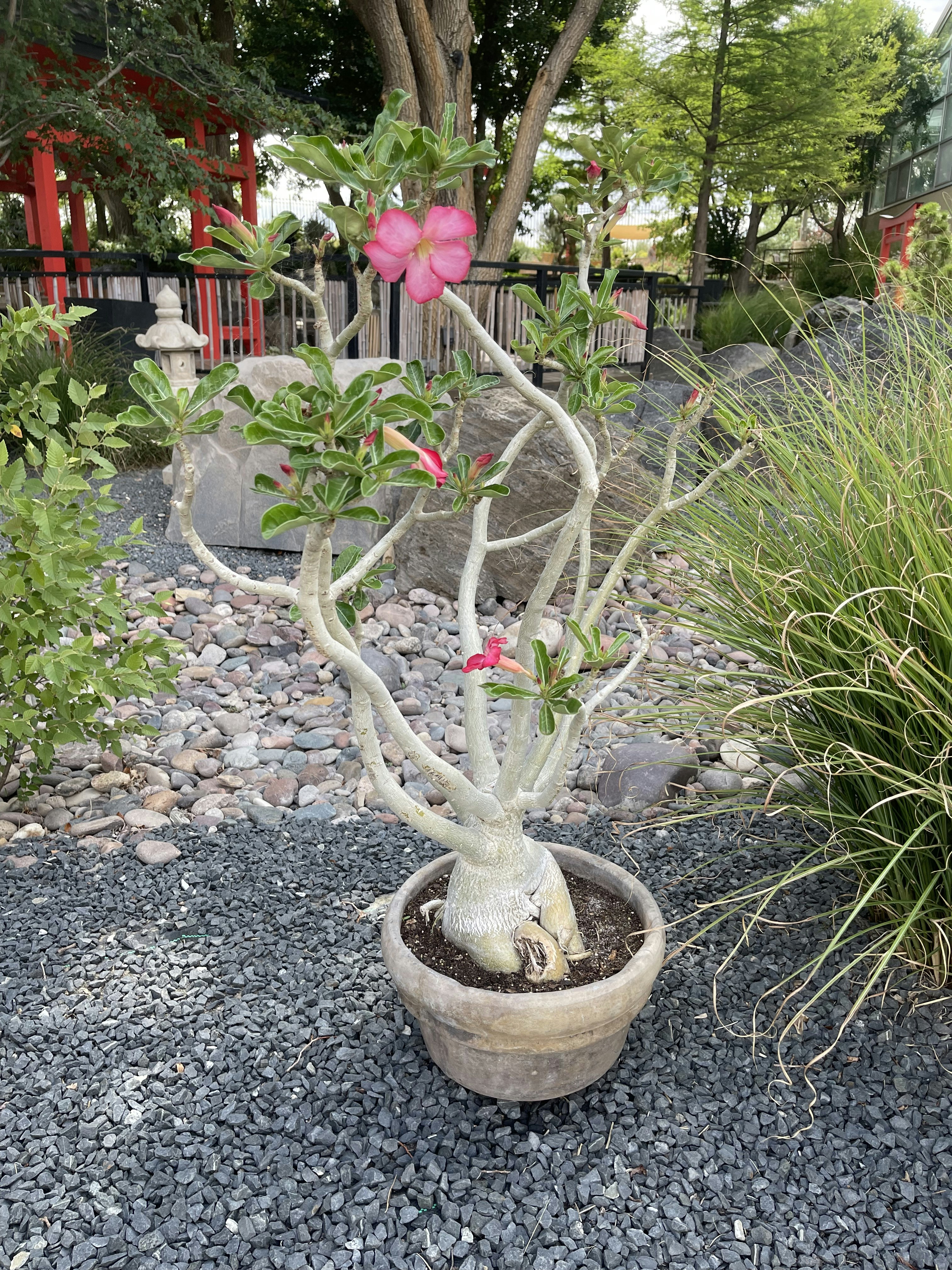 Pink Desert Rose Crowned by a Silvery Bonsai in a Pebble Garden