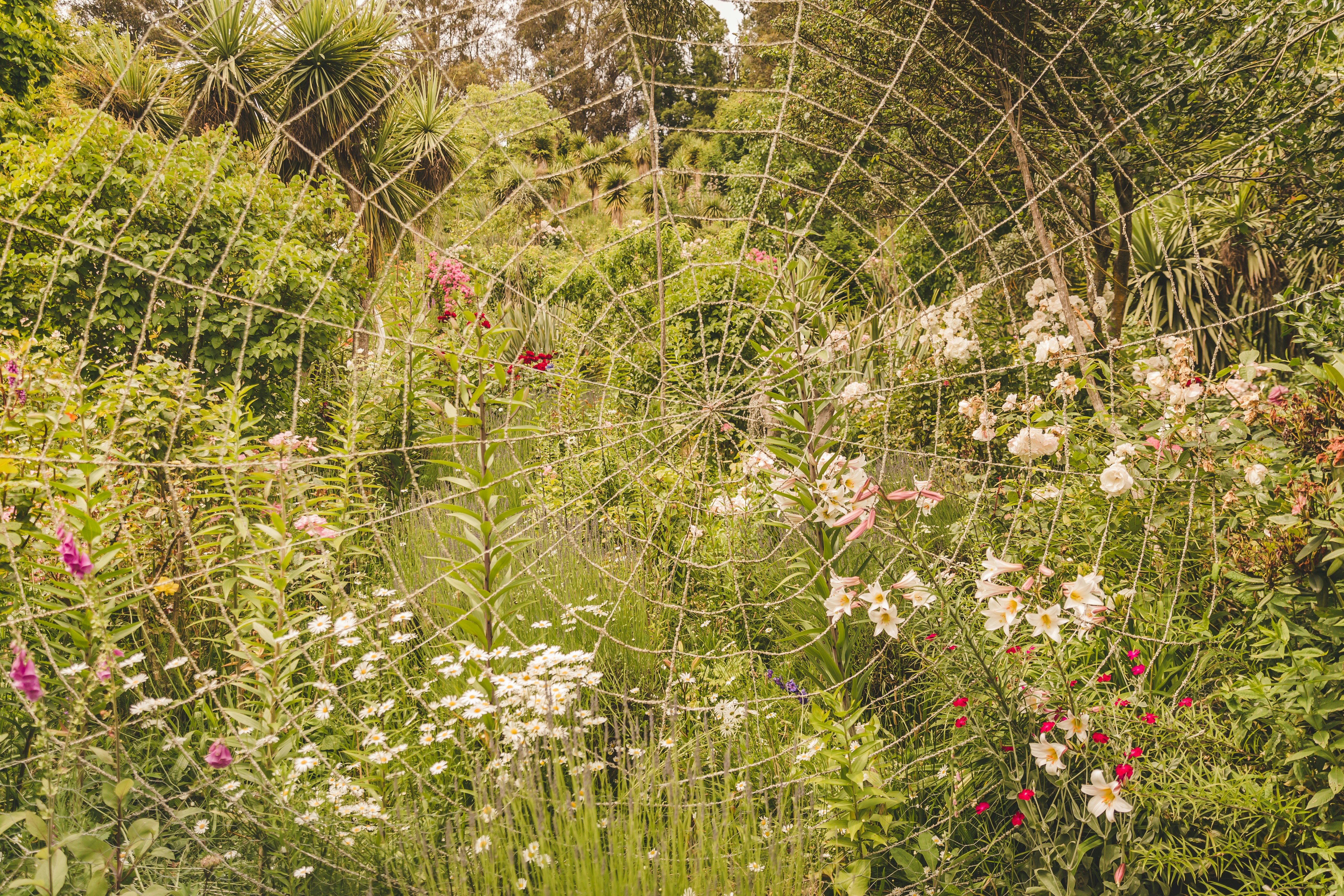 a field of flowers