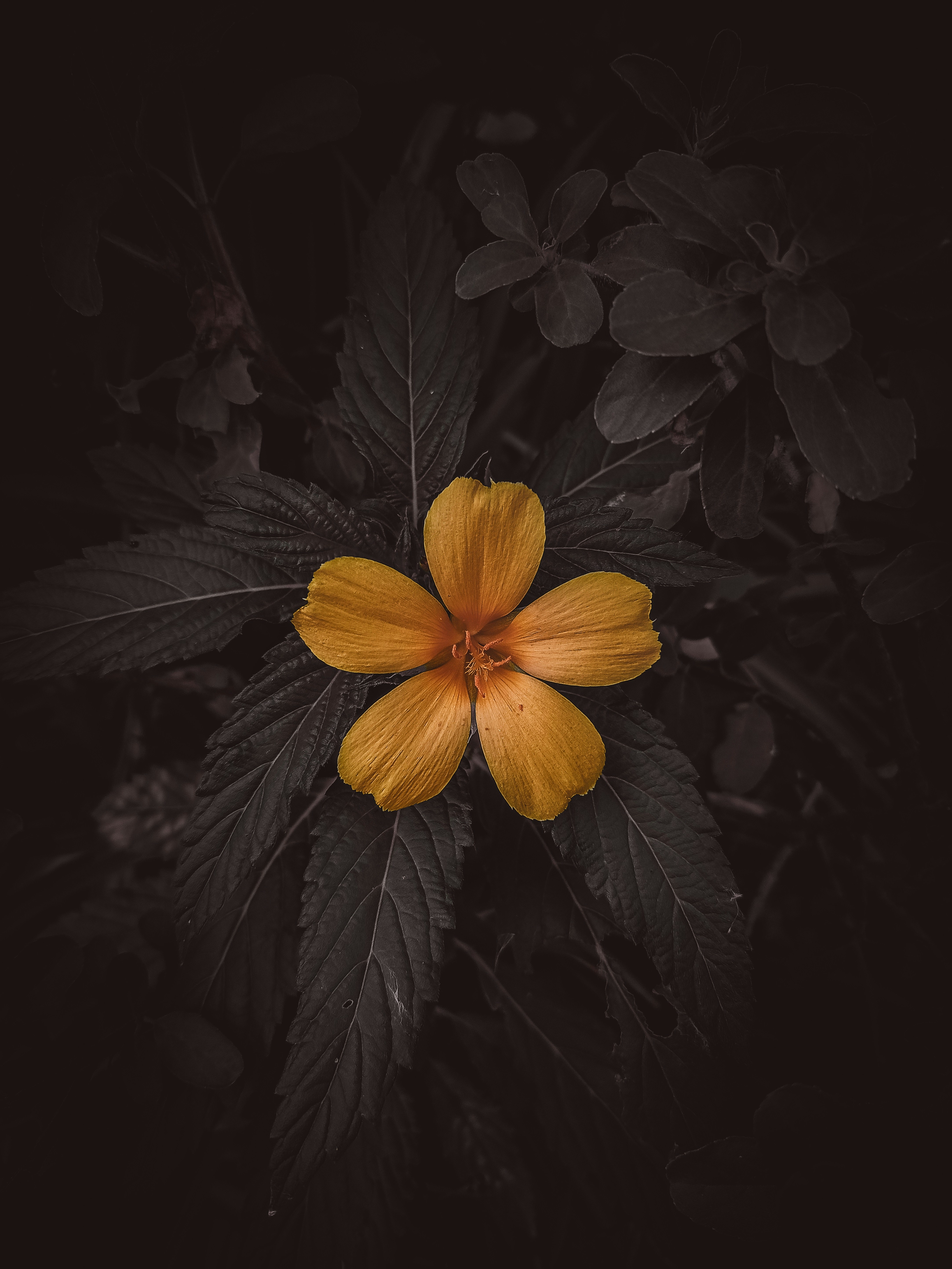 Yellow Flower🌻
