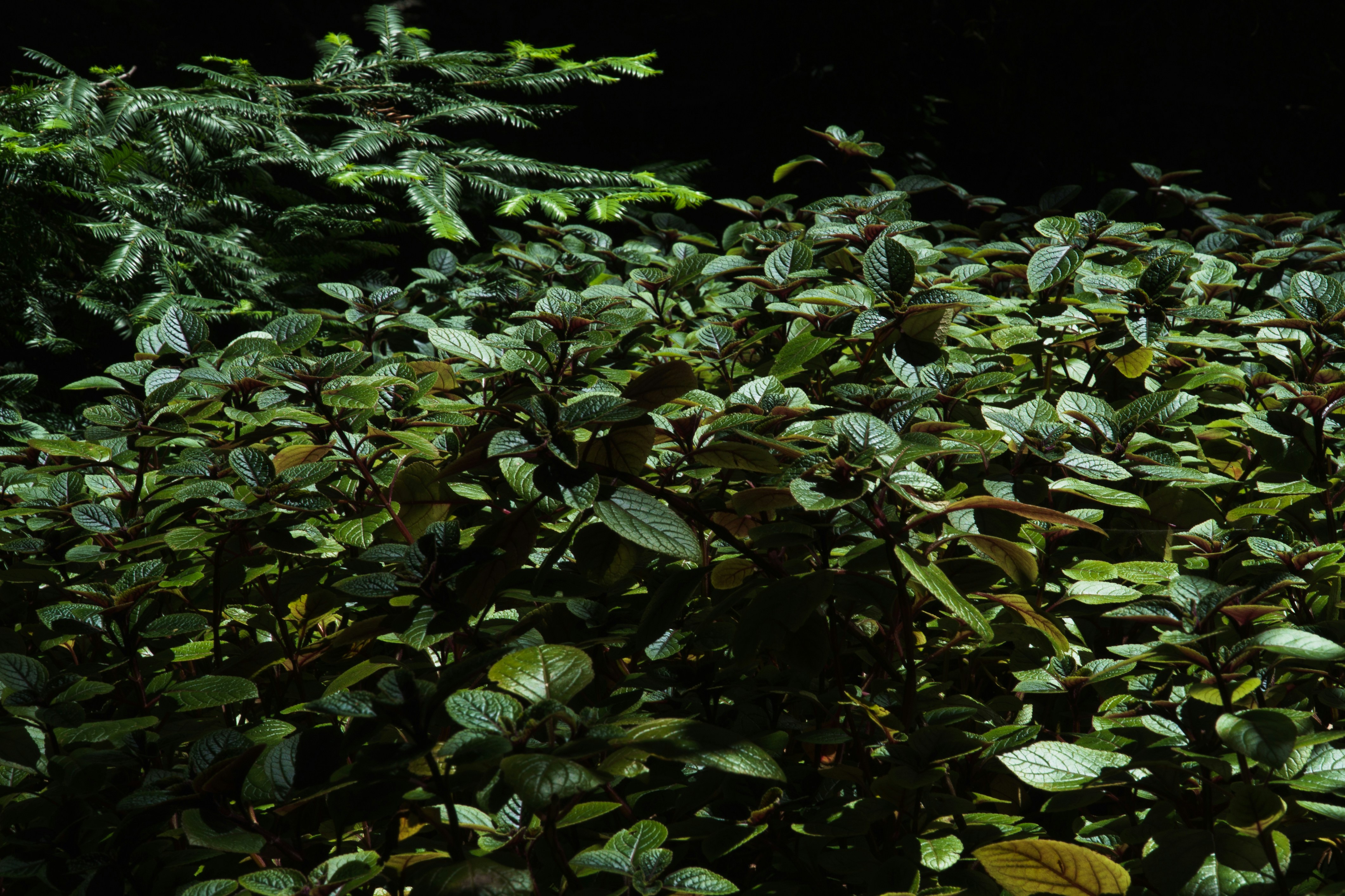 A group of plants photo – Free Big sur Image on Unsplash