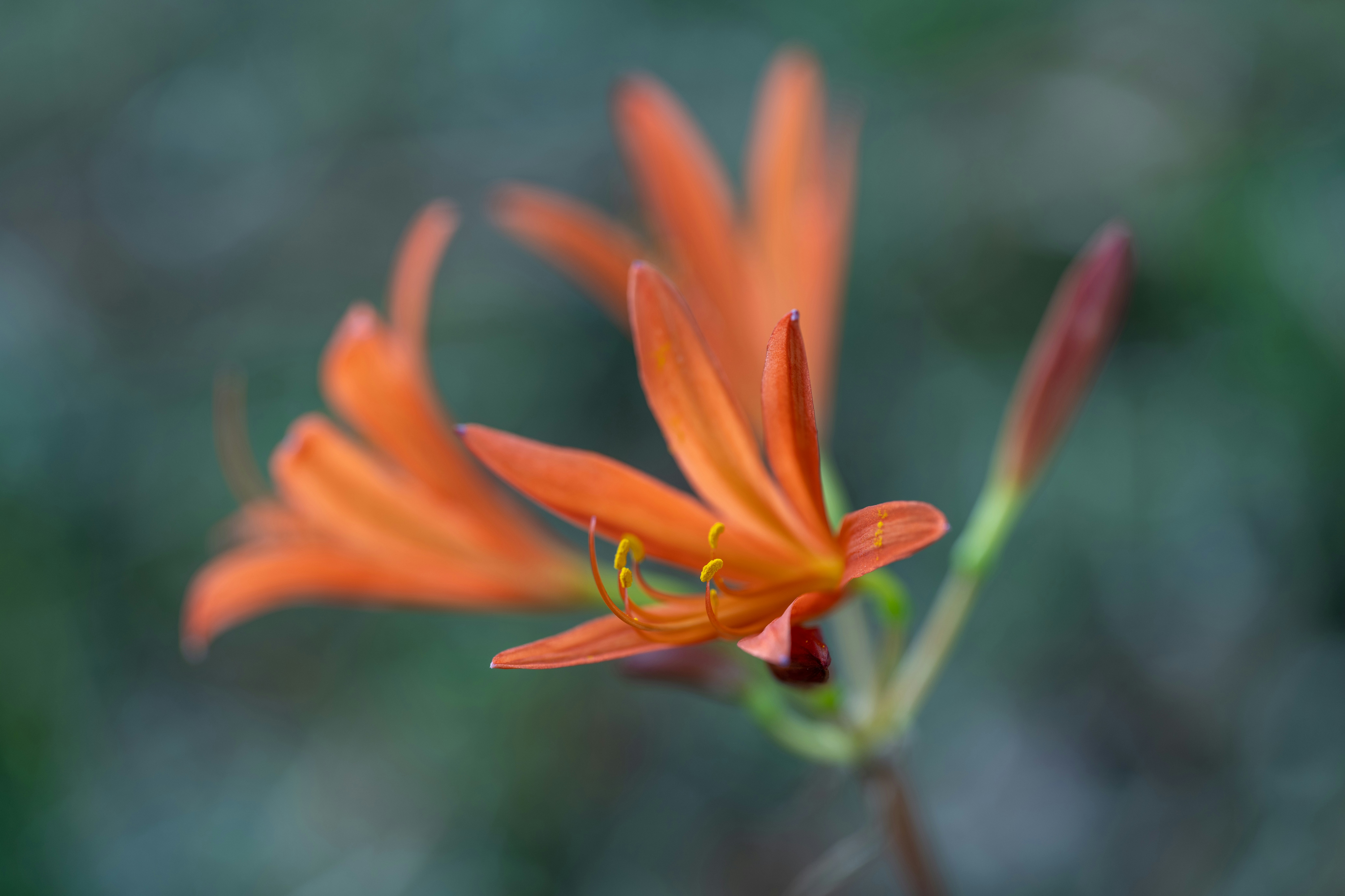 Un primer plano de algunas flores foto – Imagen de Planta gratuita en ...