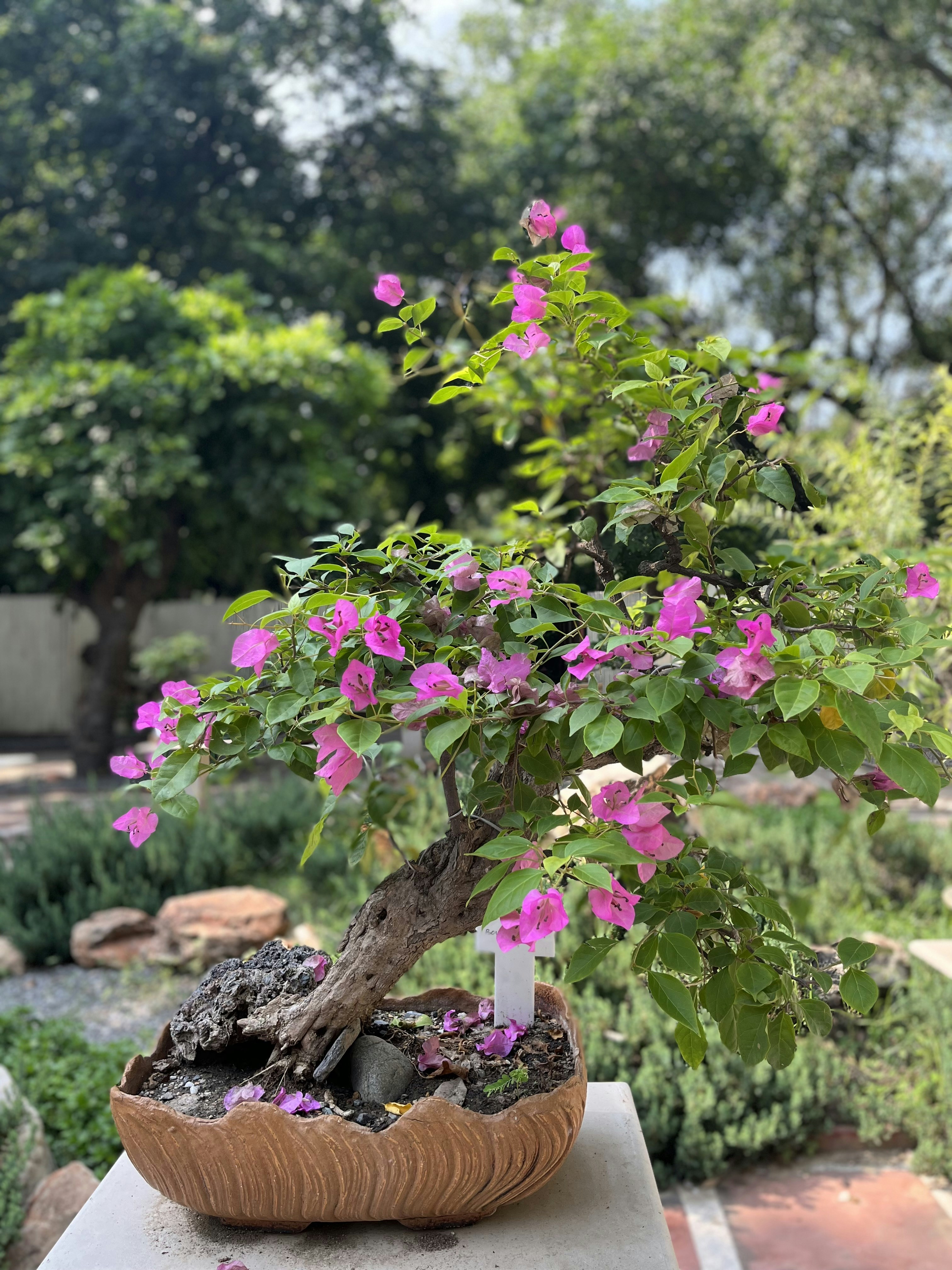 Gnarled Bougainvillea Bonsai in a Carved Wooden Pot Under Garden Light