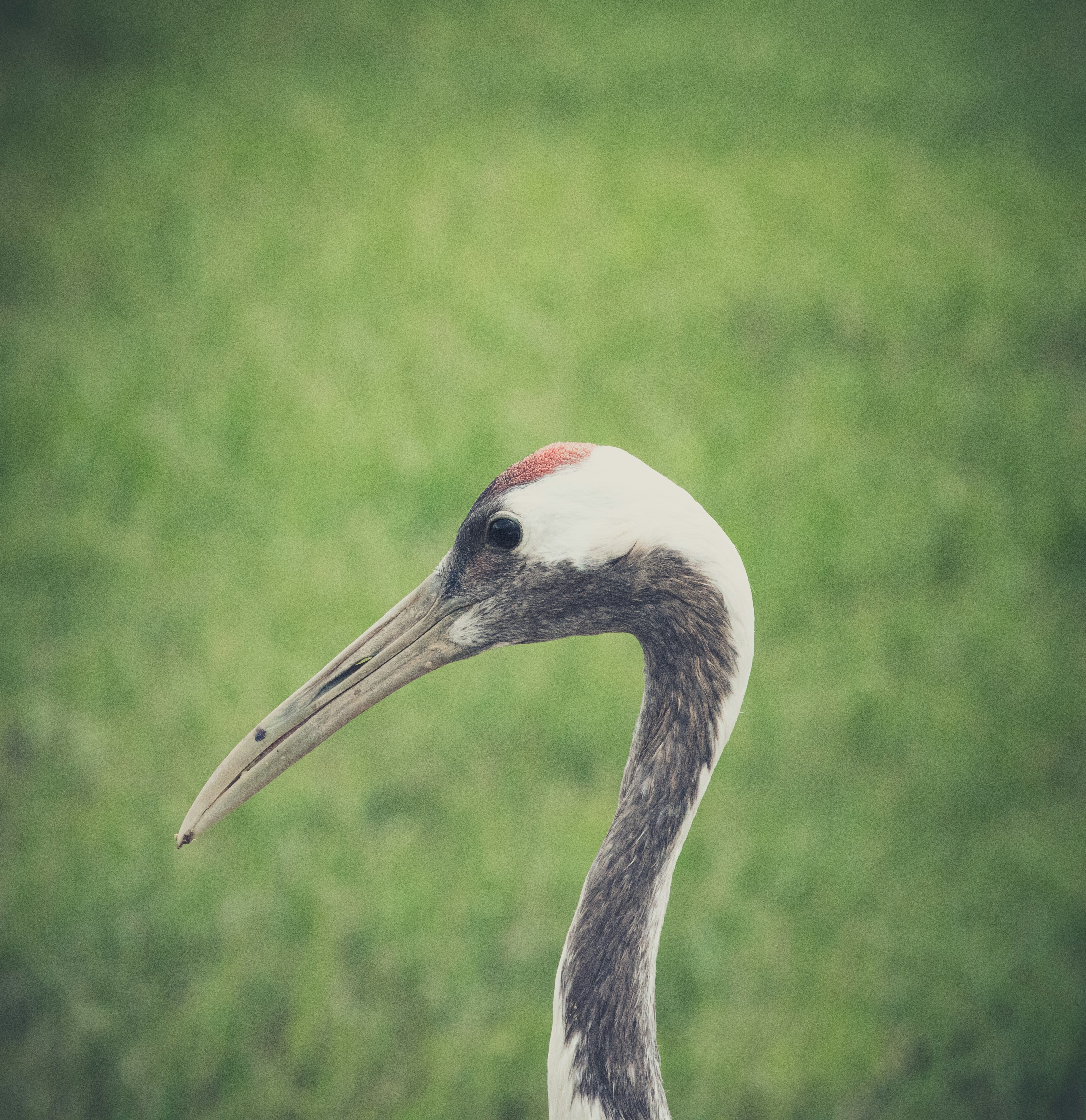 Red-Crowned Crane Close-Up Amid Soft Meadow Glow