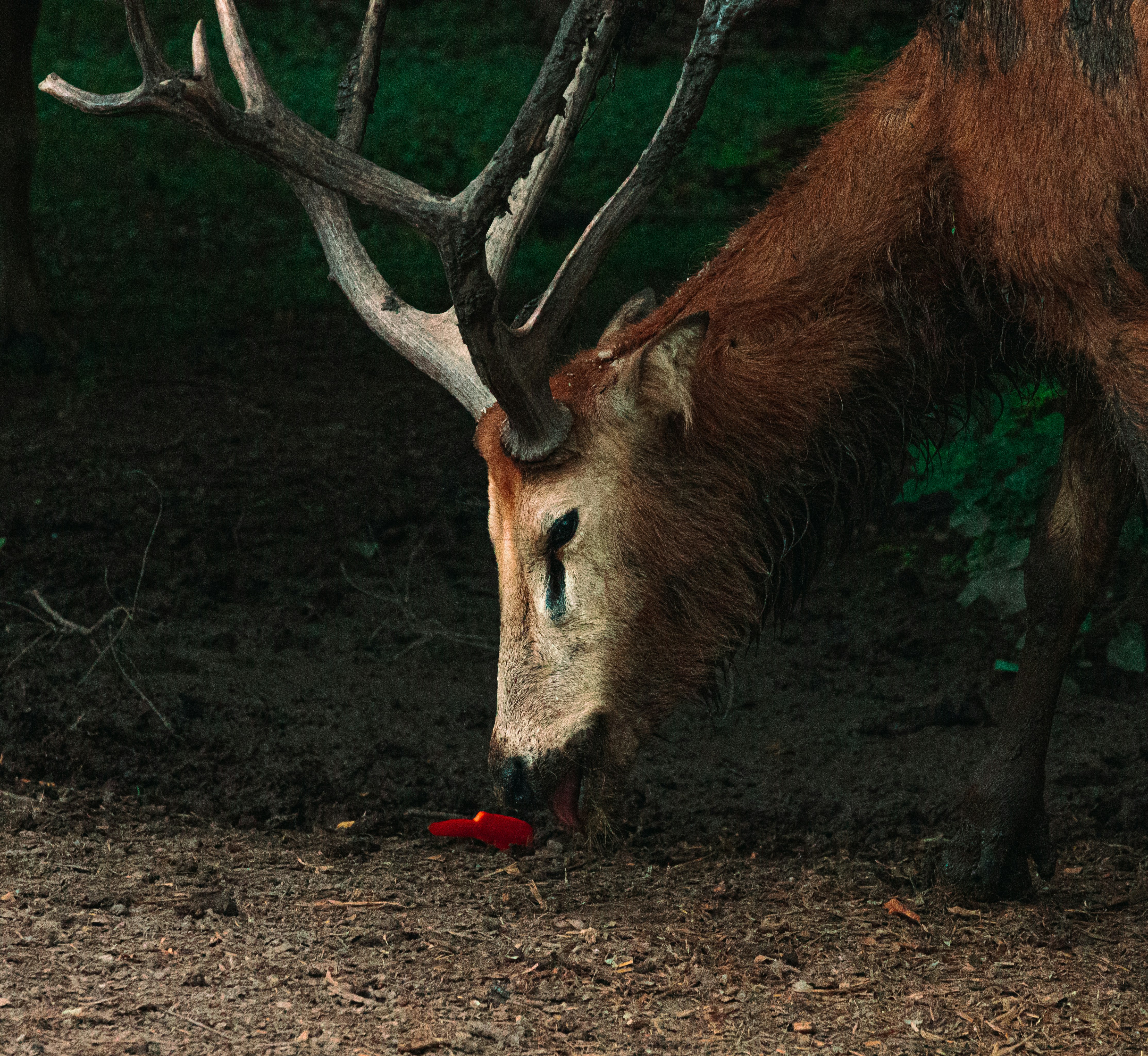 Crimson Clue: A Red Deer Investigates a Bright Red Object on the Forest Floor