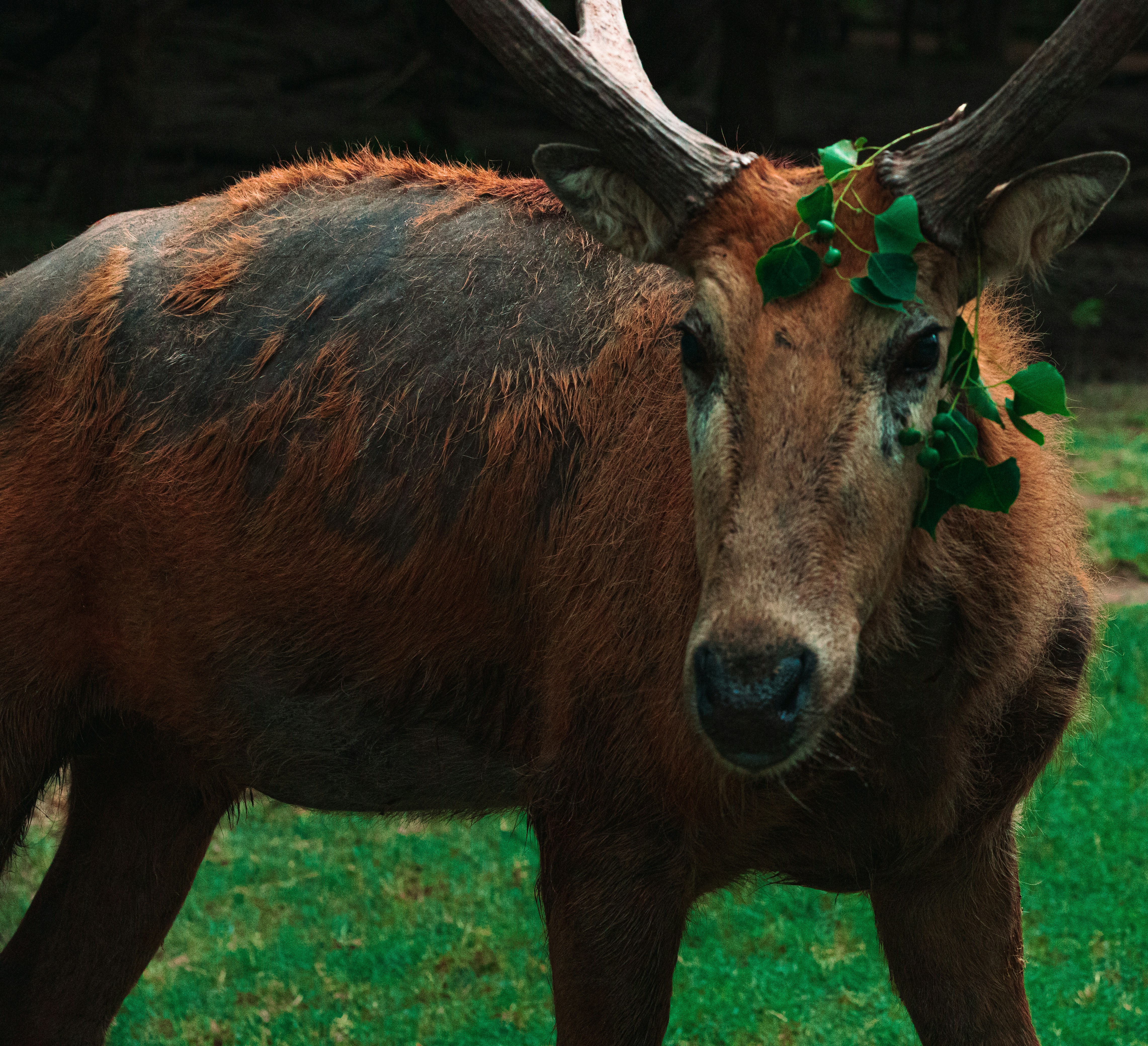 Leaf-Crowned Elk in a Quiet Meadow