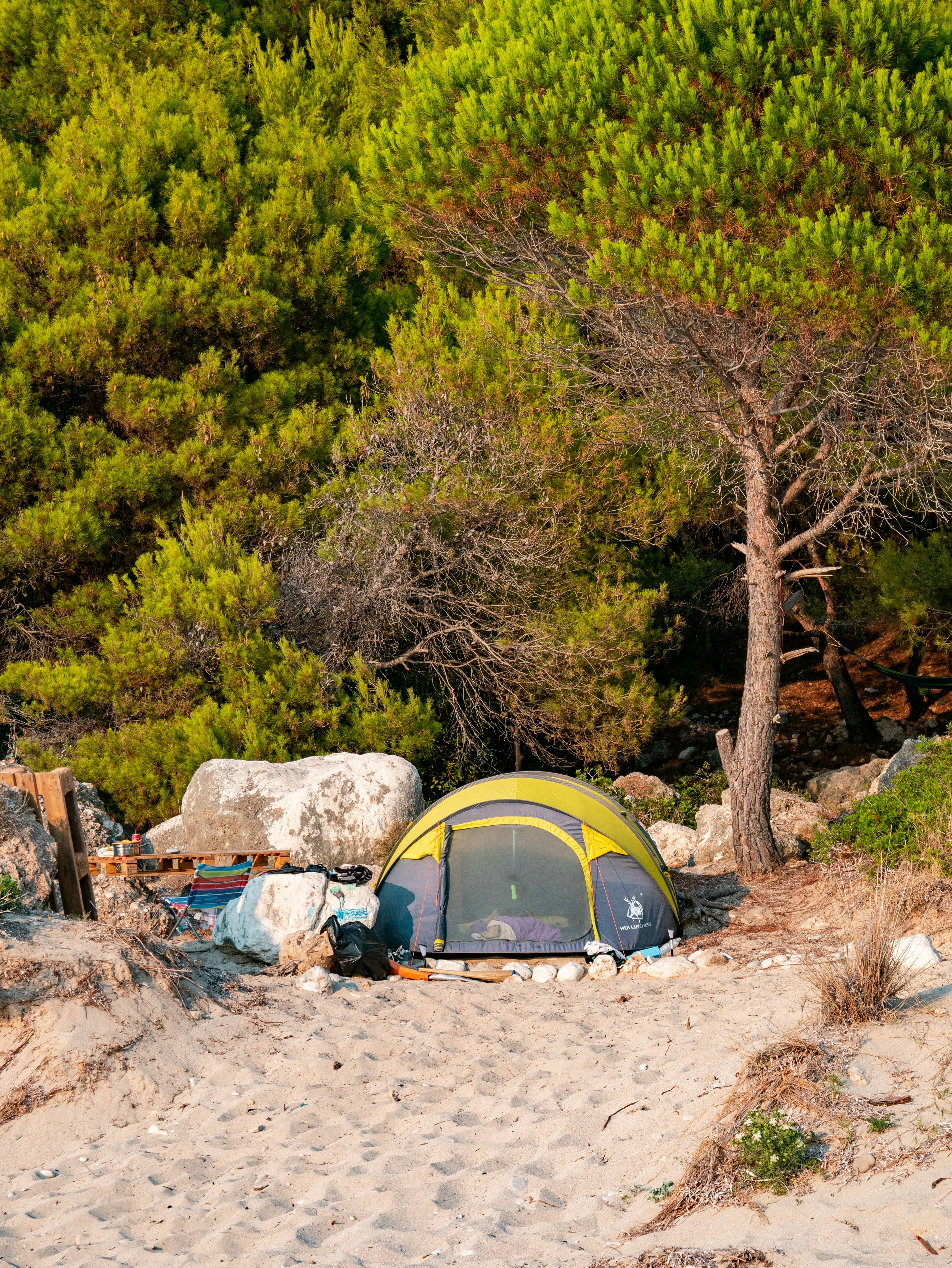Neon-yellow Tent at a Pine-Fringed Beach Camp