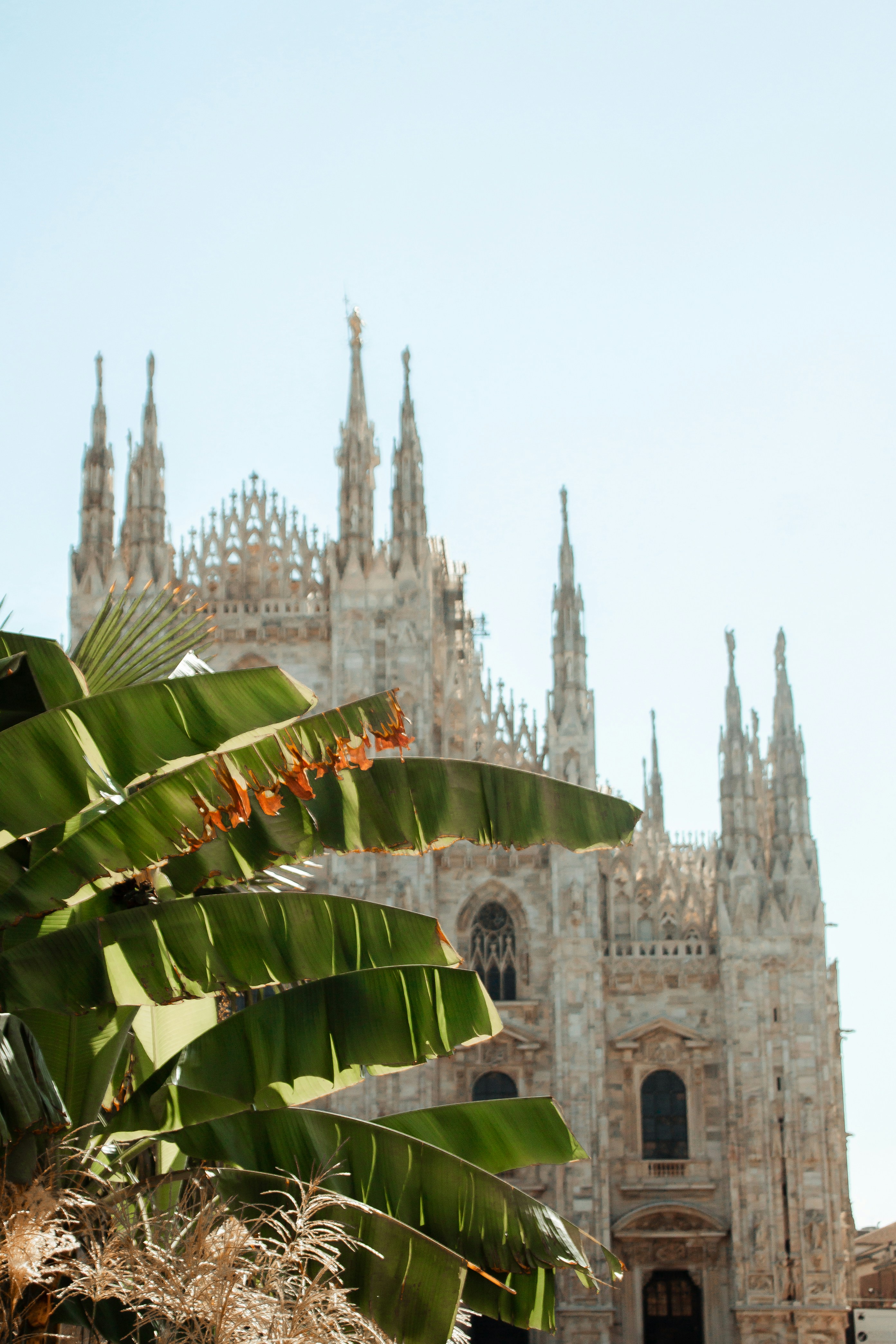 Gothic Grandeur Peering Through Tropical Foliage