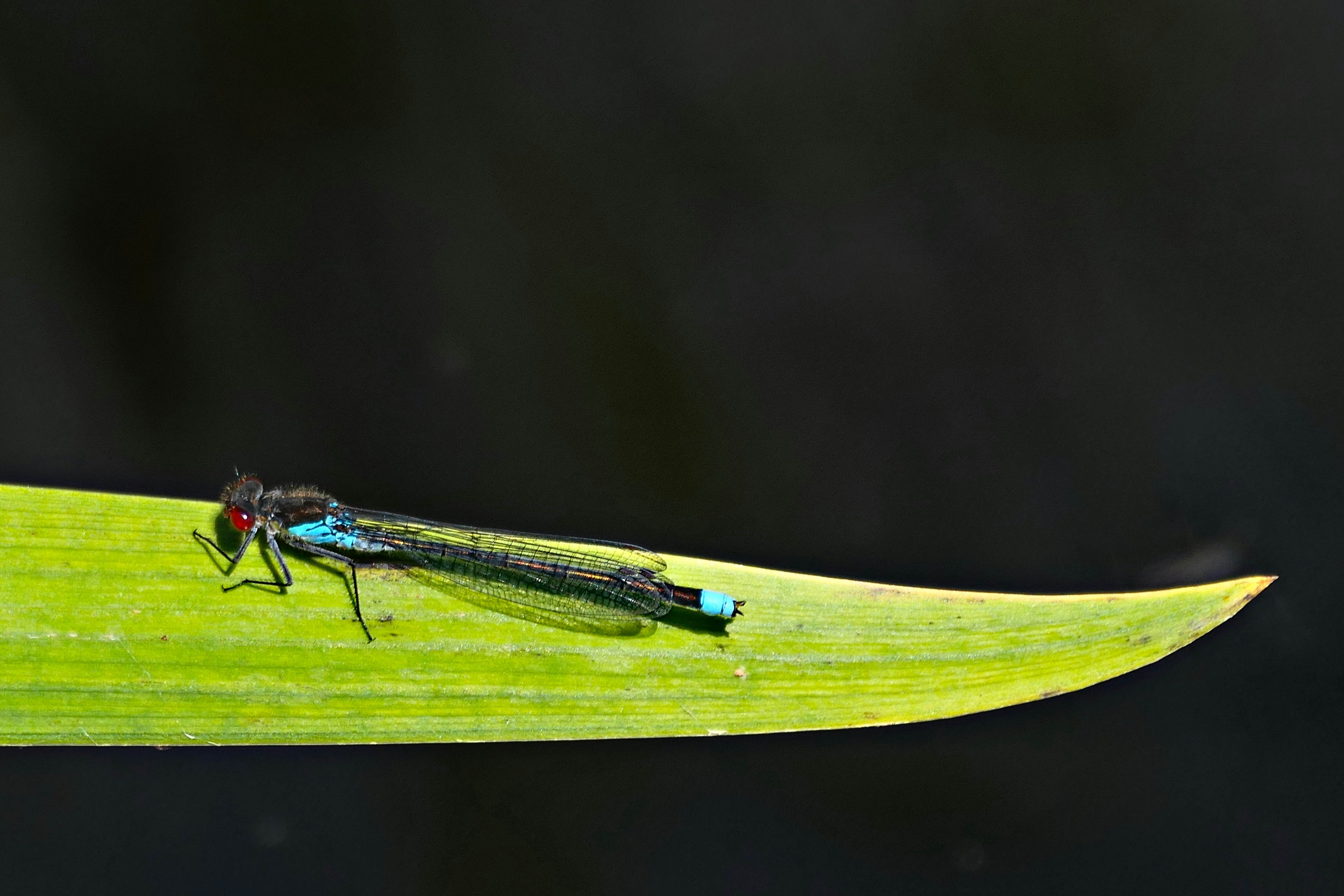 Blue damselfly resting on a vibrant green leaf by the water's edge.