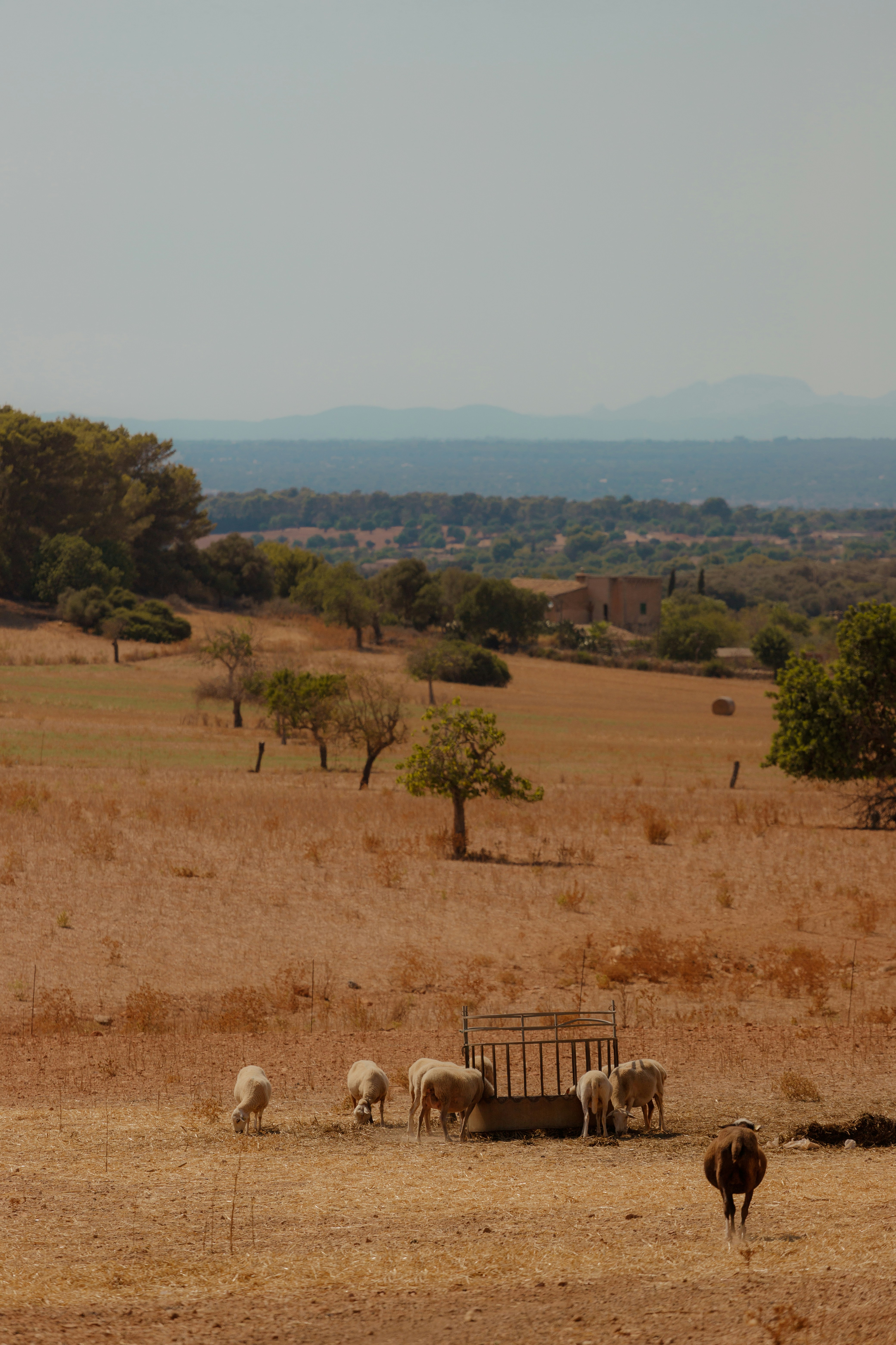 A group of animals stand in a field photo – Free Spain Image on Unsplash