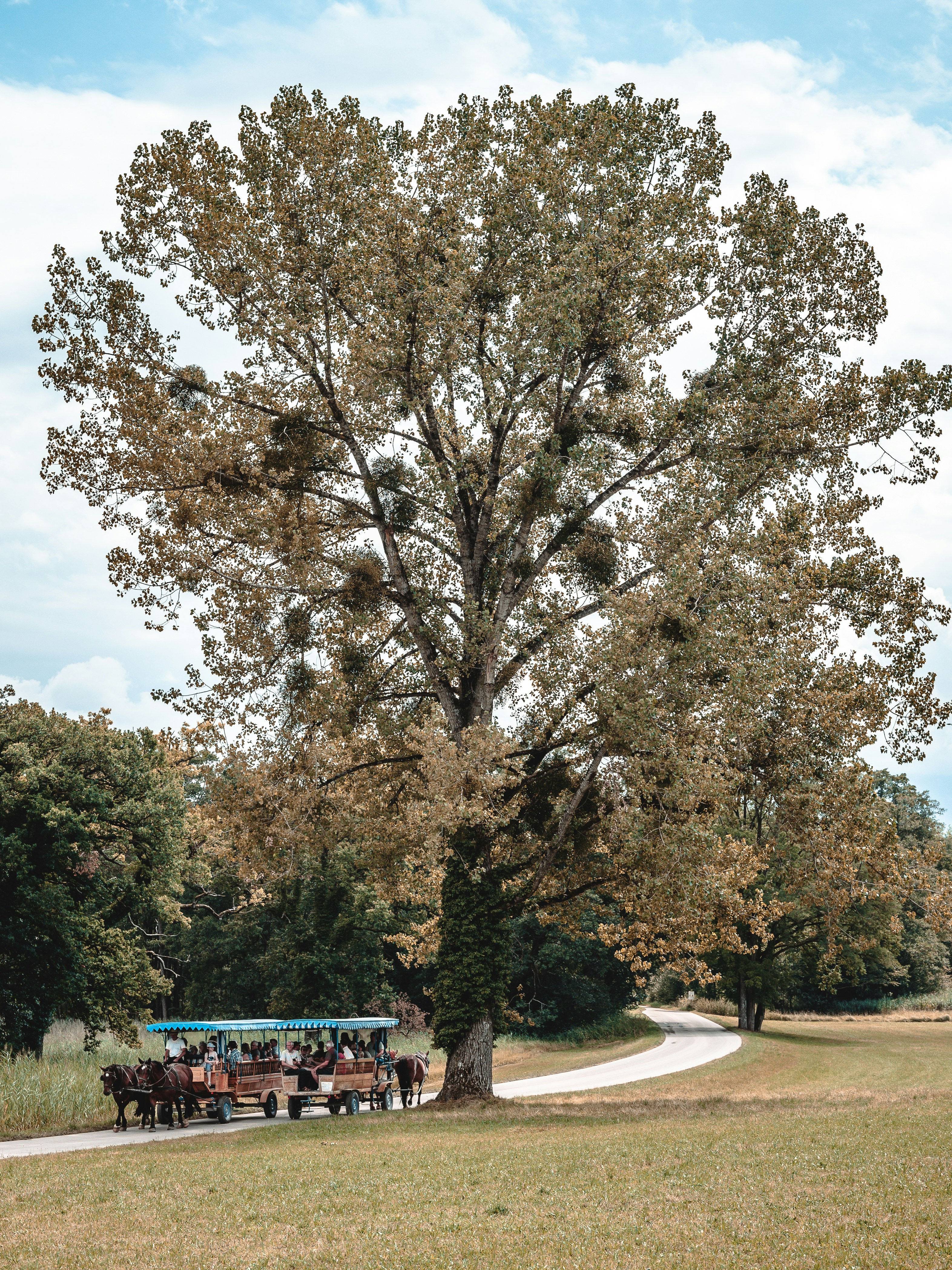 The Grand Oak Over a Winding Park Road and Horse-Drawn Wagon