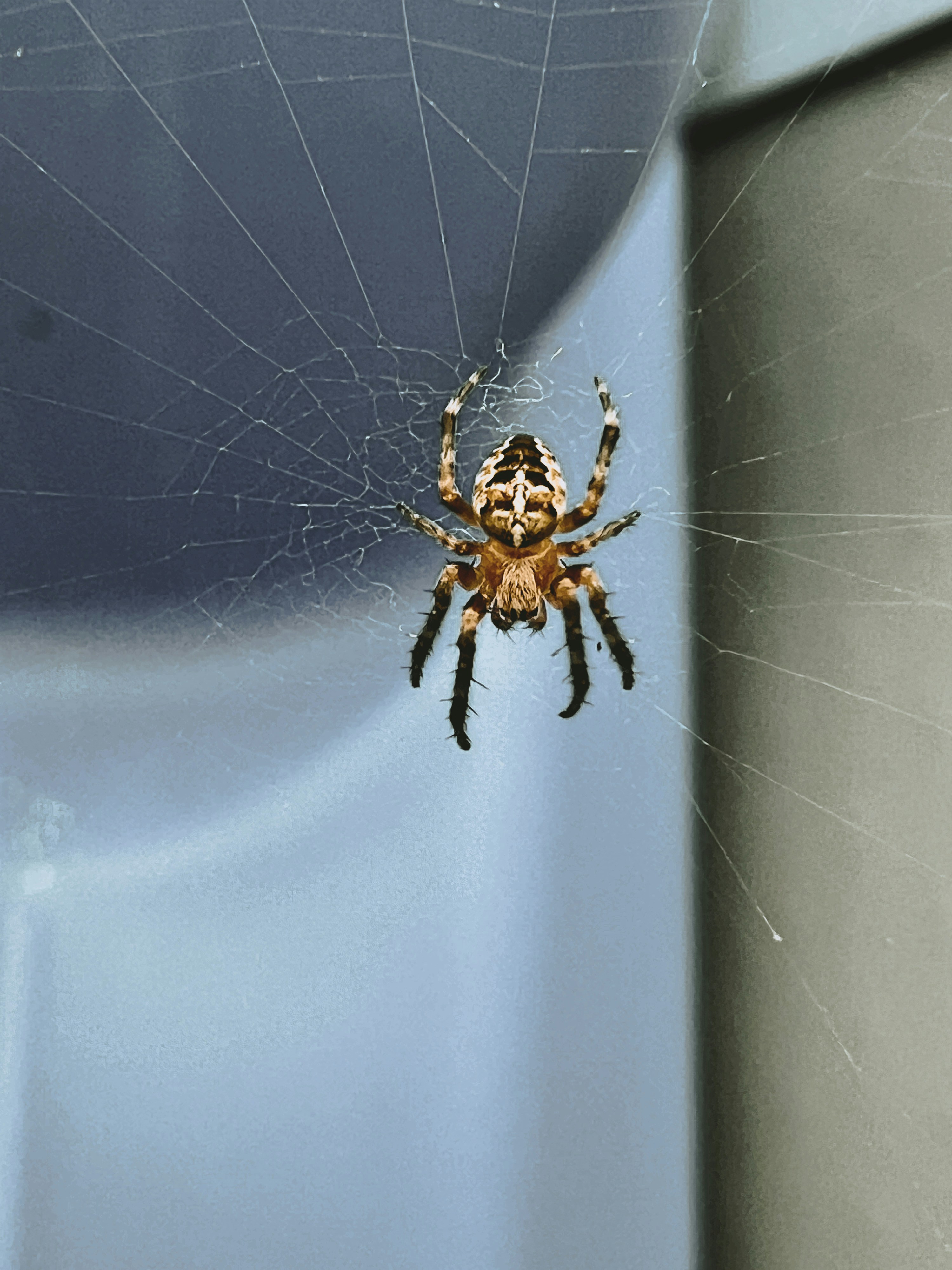 A spider on a web photo – Free Grey Image on Unsplash