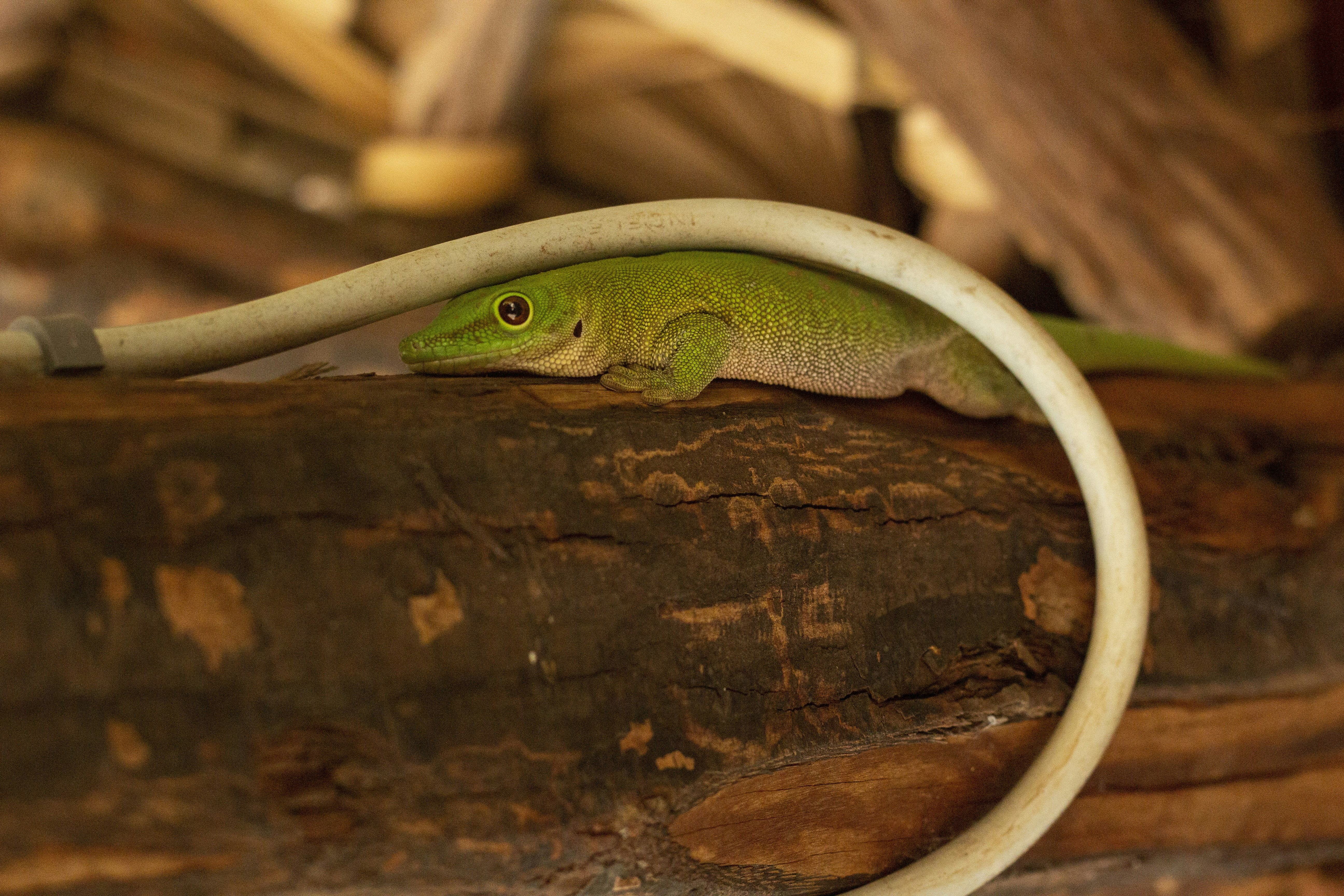 A vibrant green gecko rests on a wooden log, partially obscured by a coiled cable, showcasing its intricate texture and coloration.