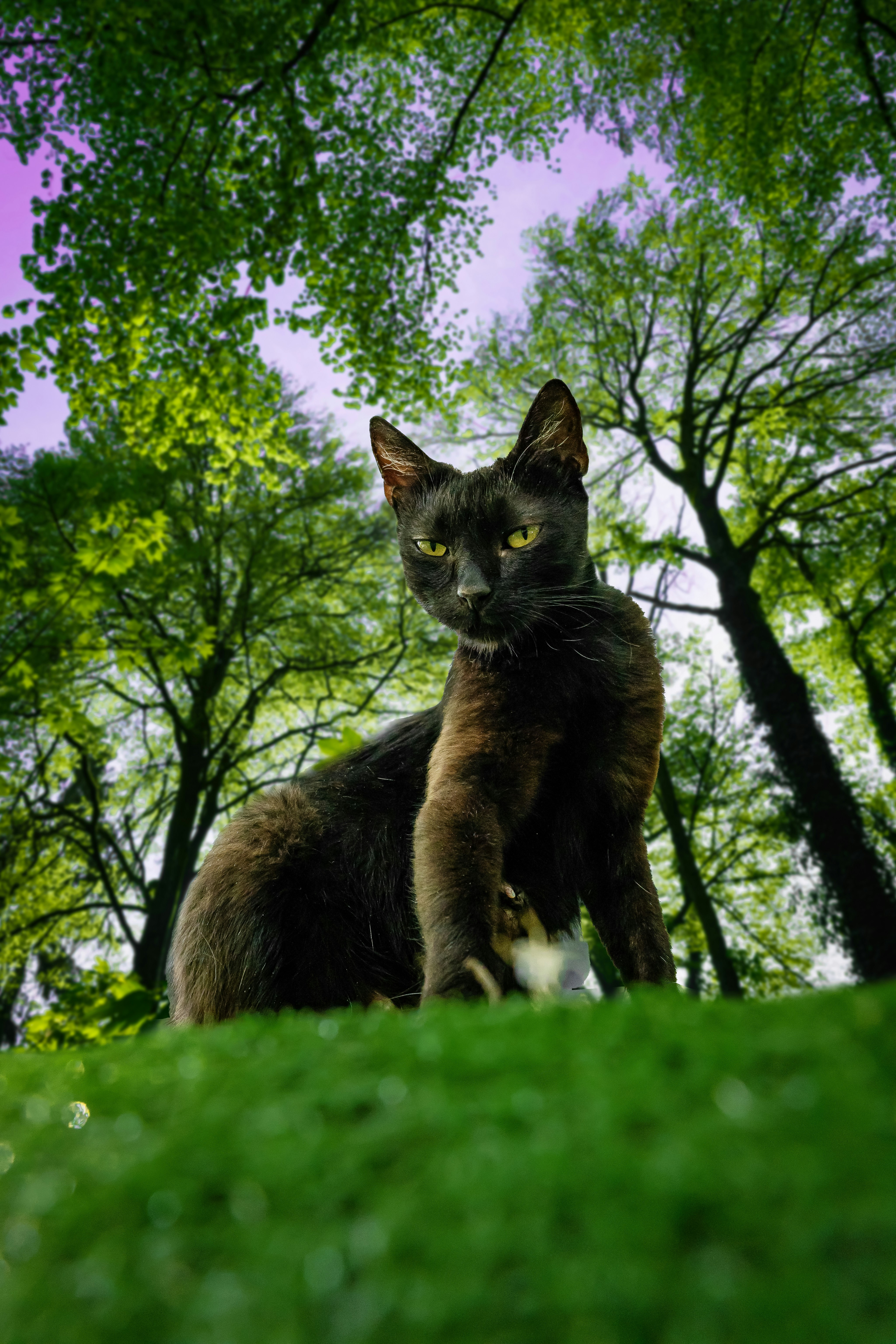 Forest Balcony: A Black Cat Reigns from the Grass