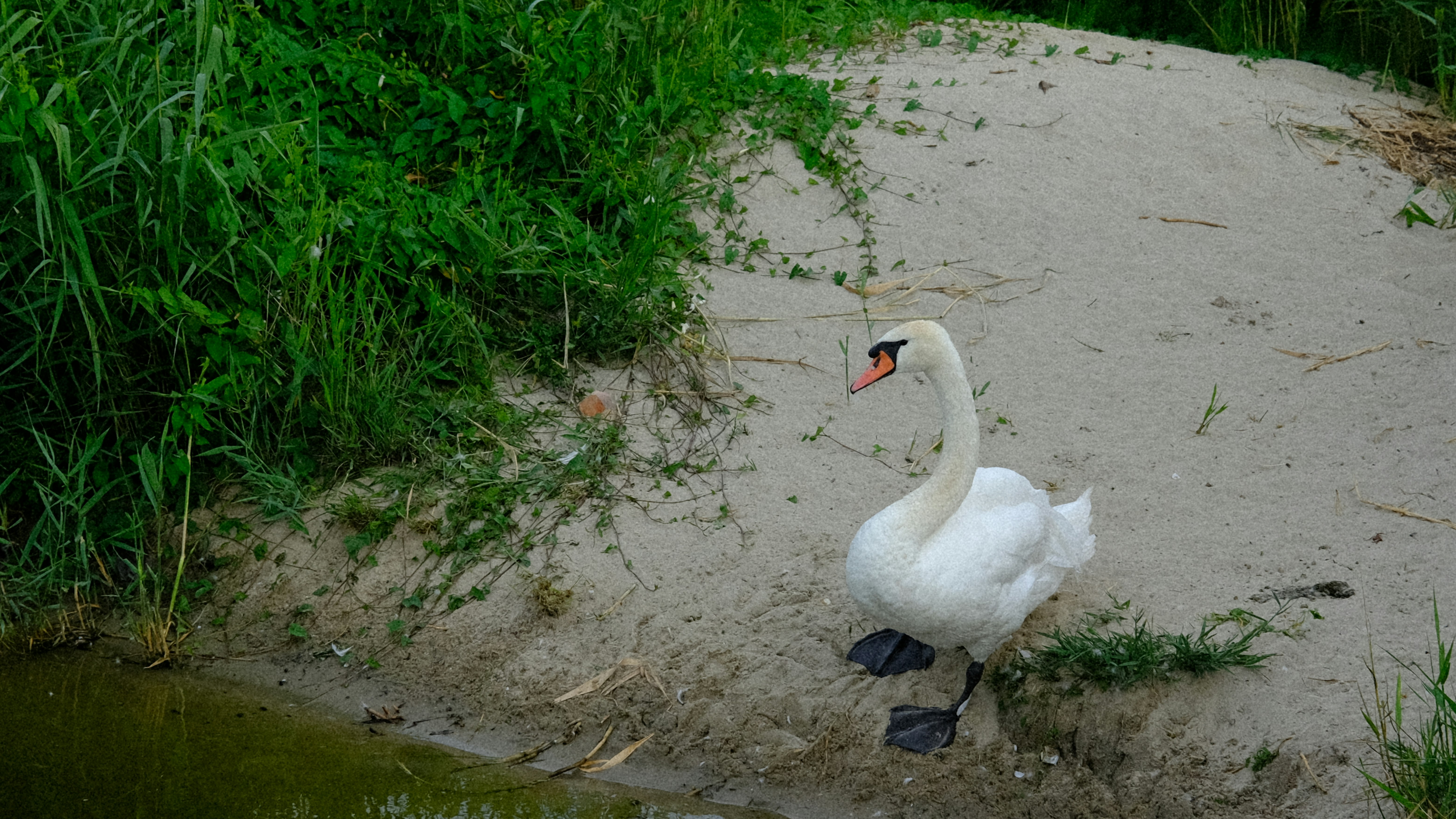 Swan on the Sandbank: Quiet Grace by the Riverside