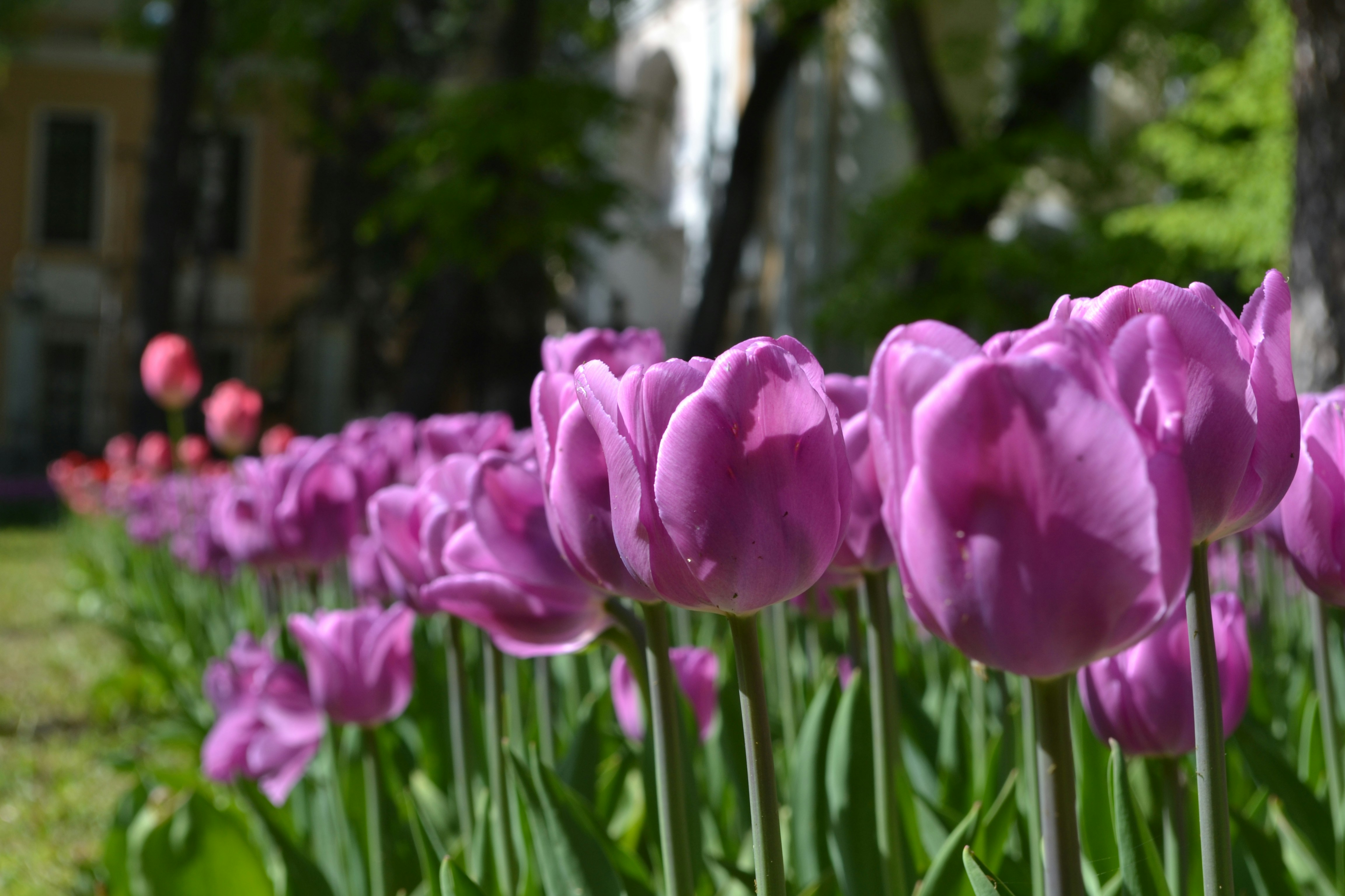 Petal Parade: Pink Tulips in a Sunlit Row