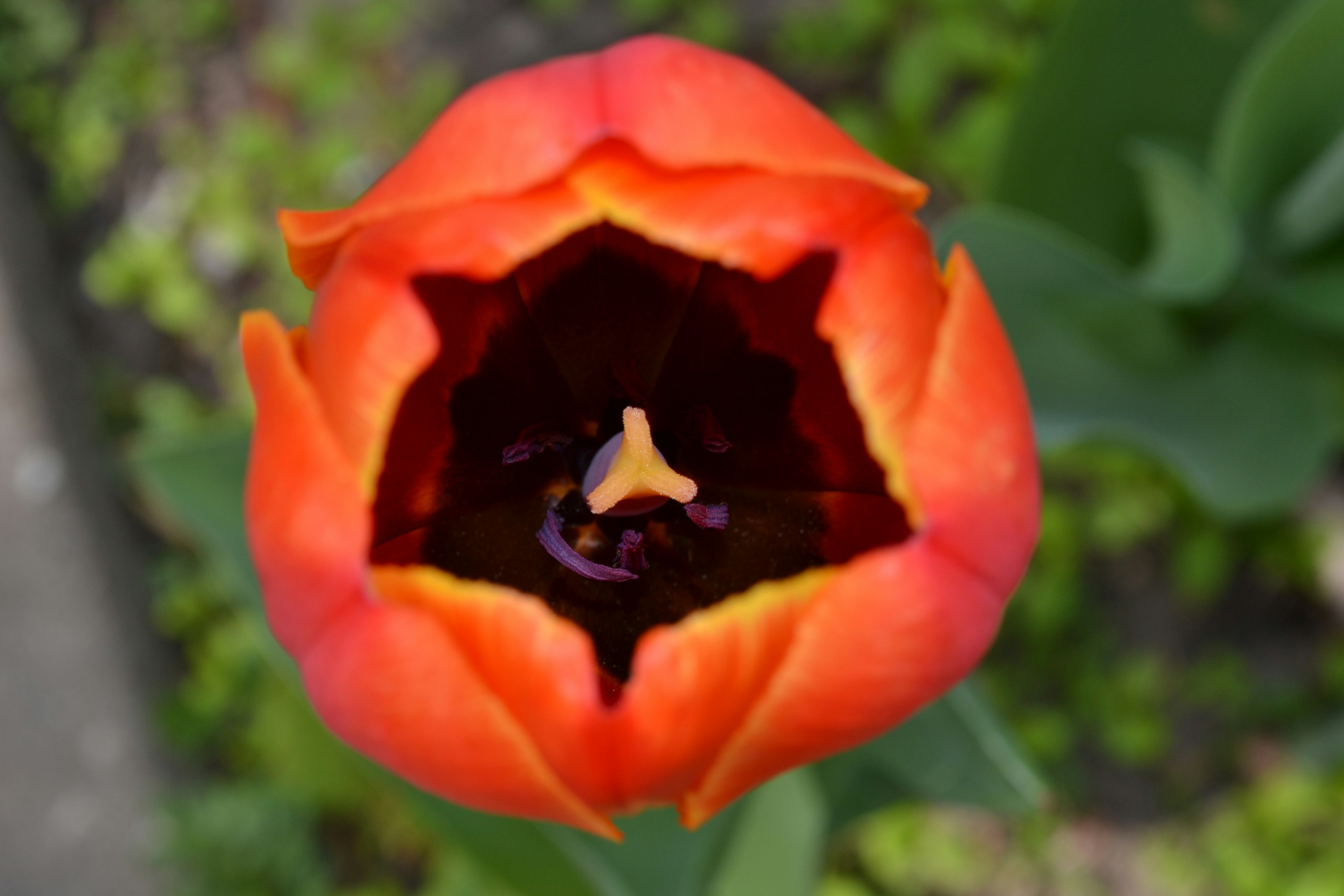 Crimson Tulip Bloom: Fire-Orange Petals Framing a Velvet Core