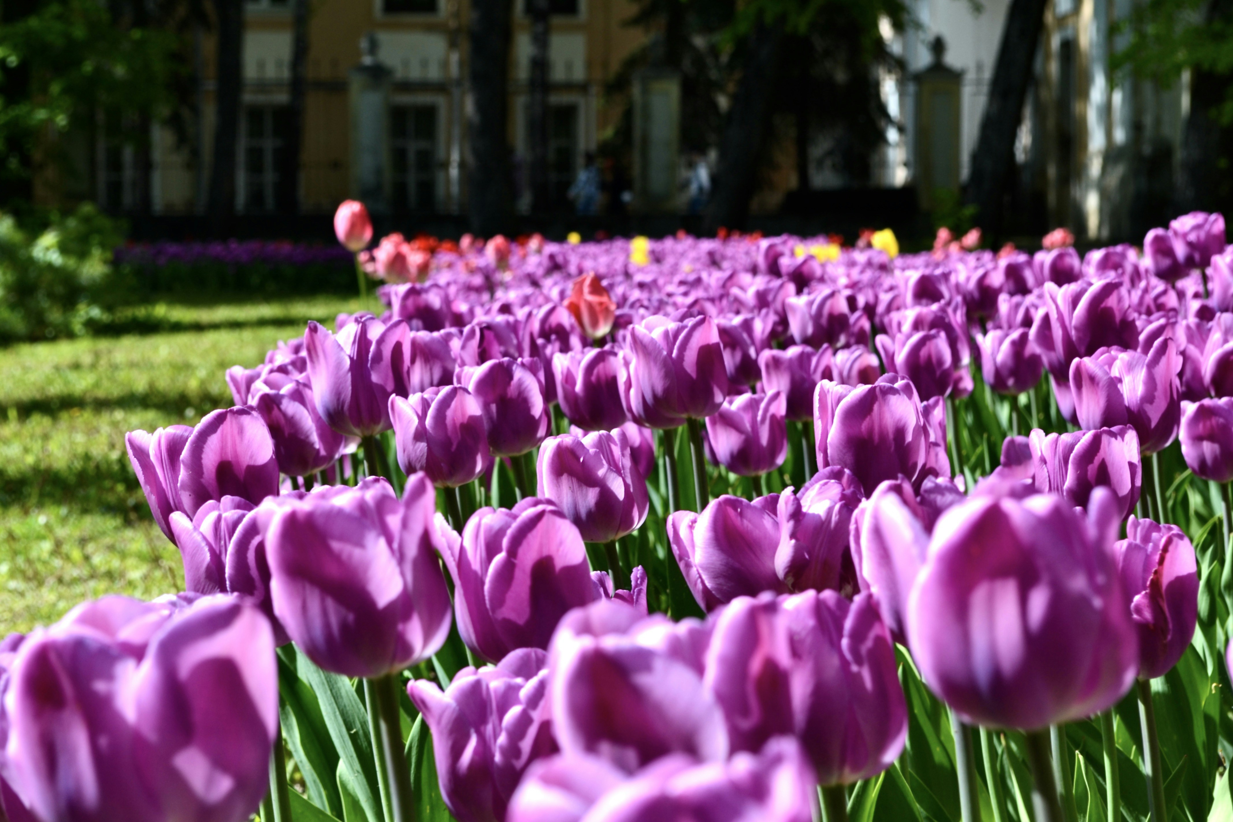 Sea of Violet Tulips Framing a Sunlit Courtyard