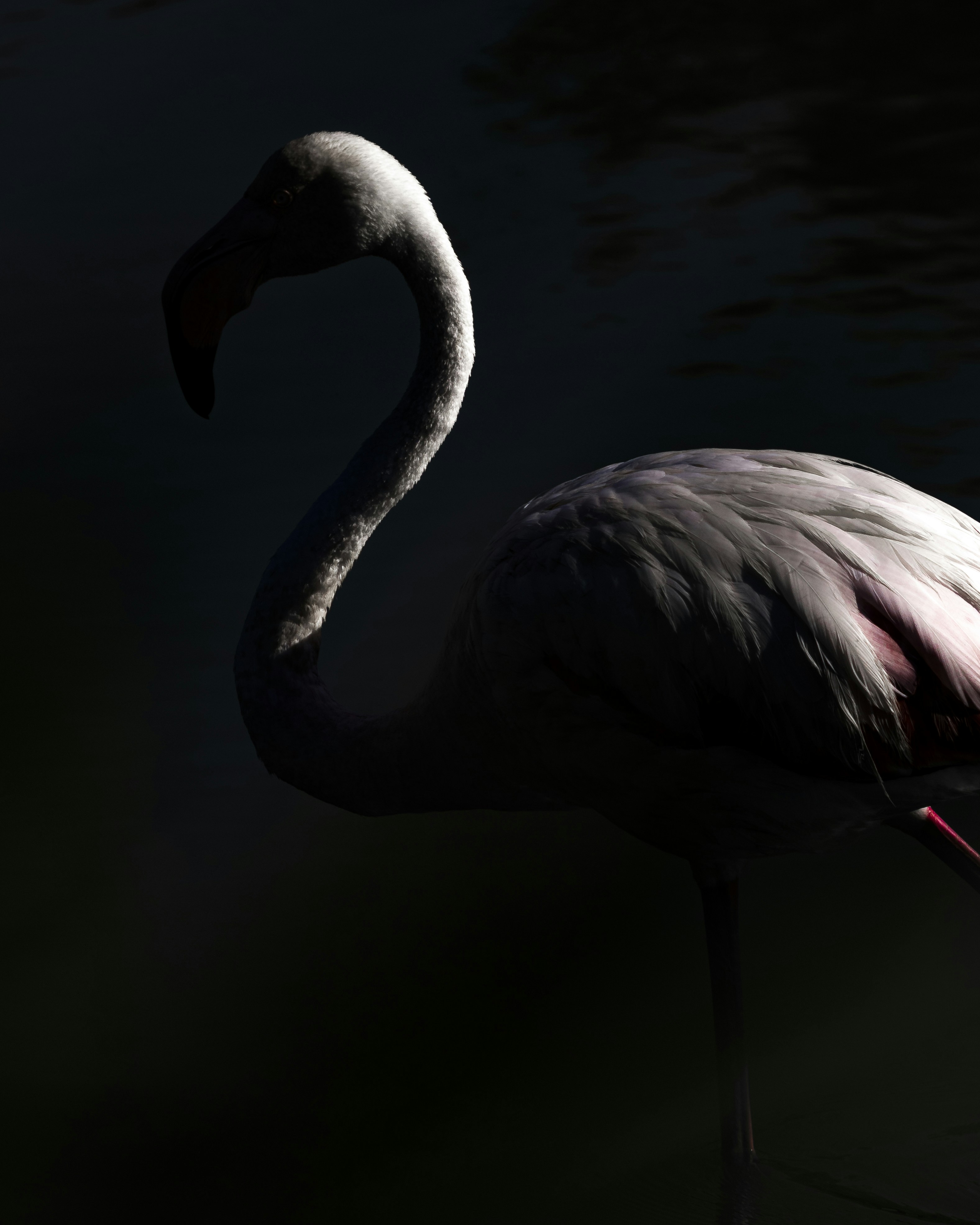 Shadowed Flamingo: The Quiet Curve of a Neck in Low Light