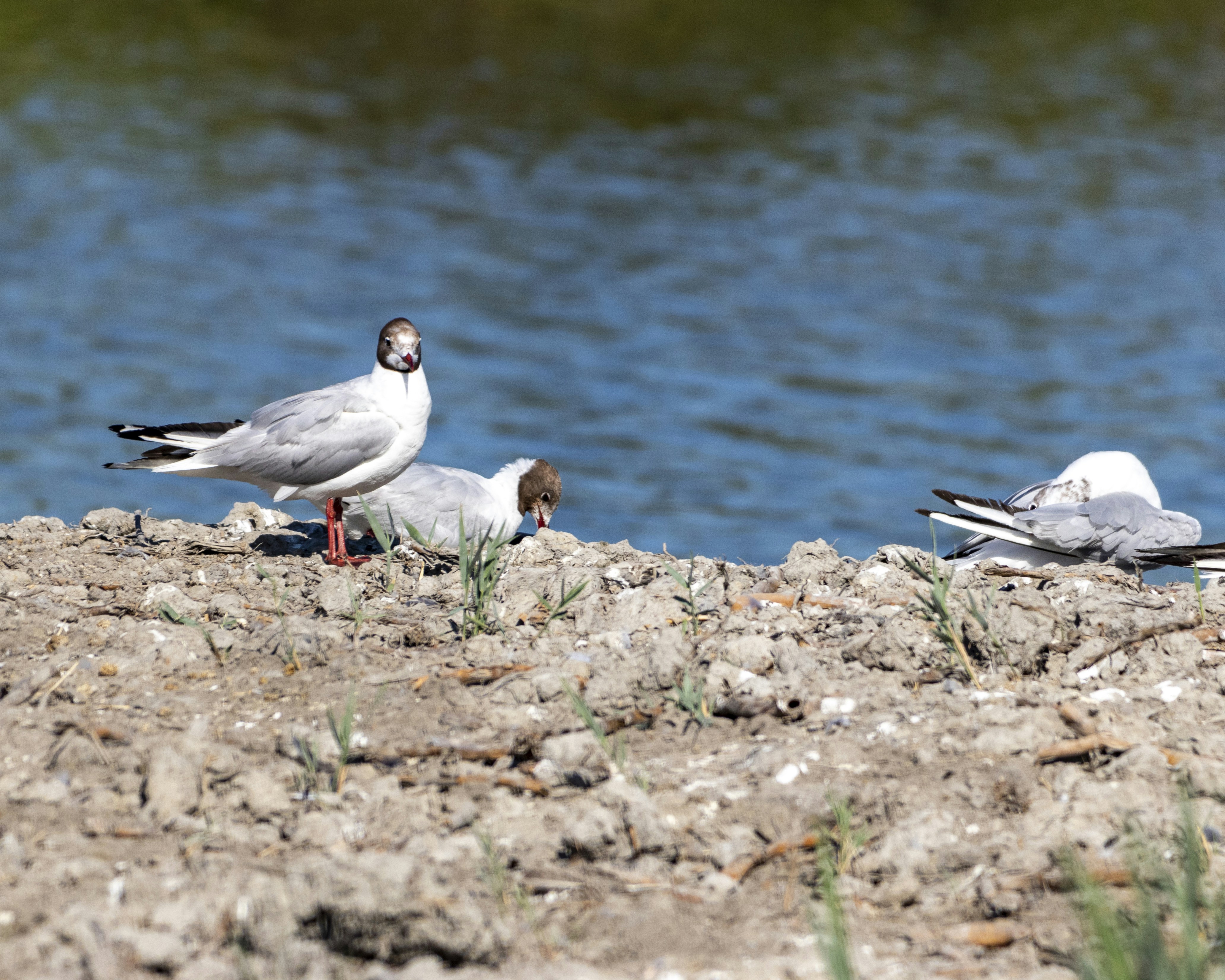 Gulls by the Sh allowd Edge