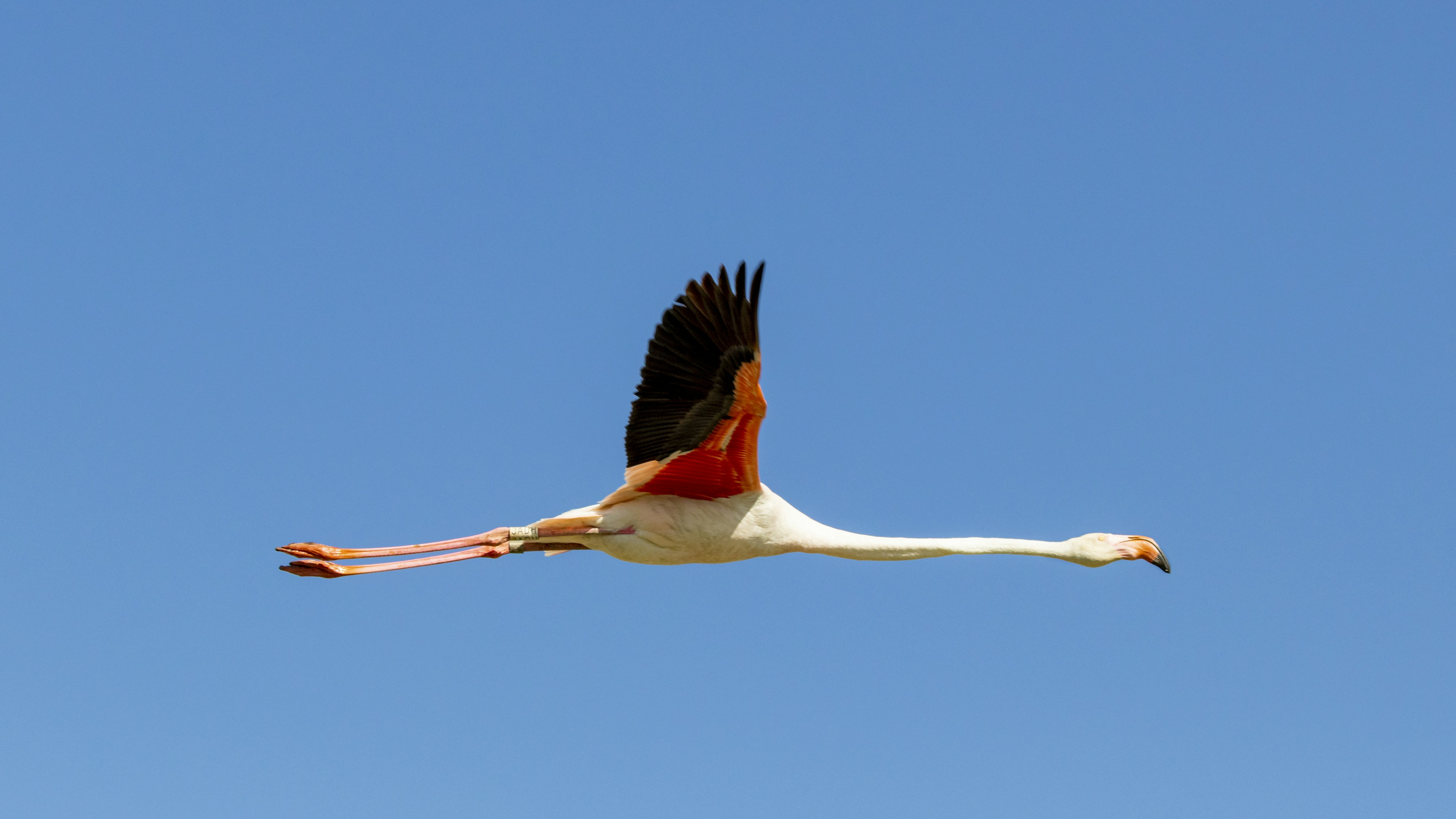 Wingbeat Over Blue: Flamingo in Free Flight