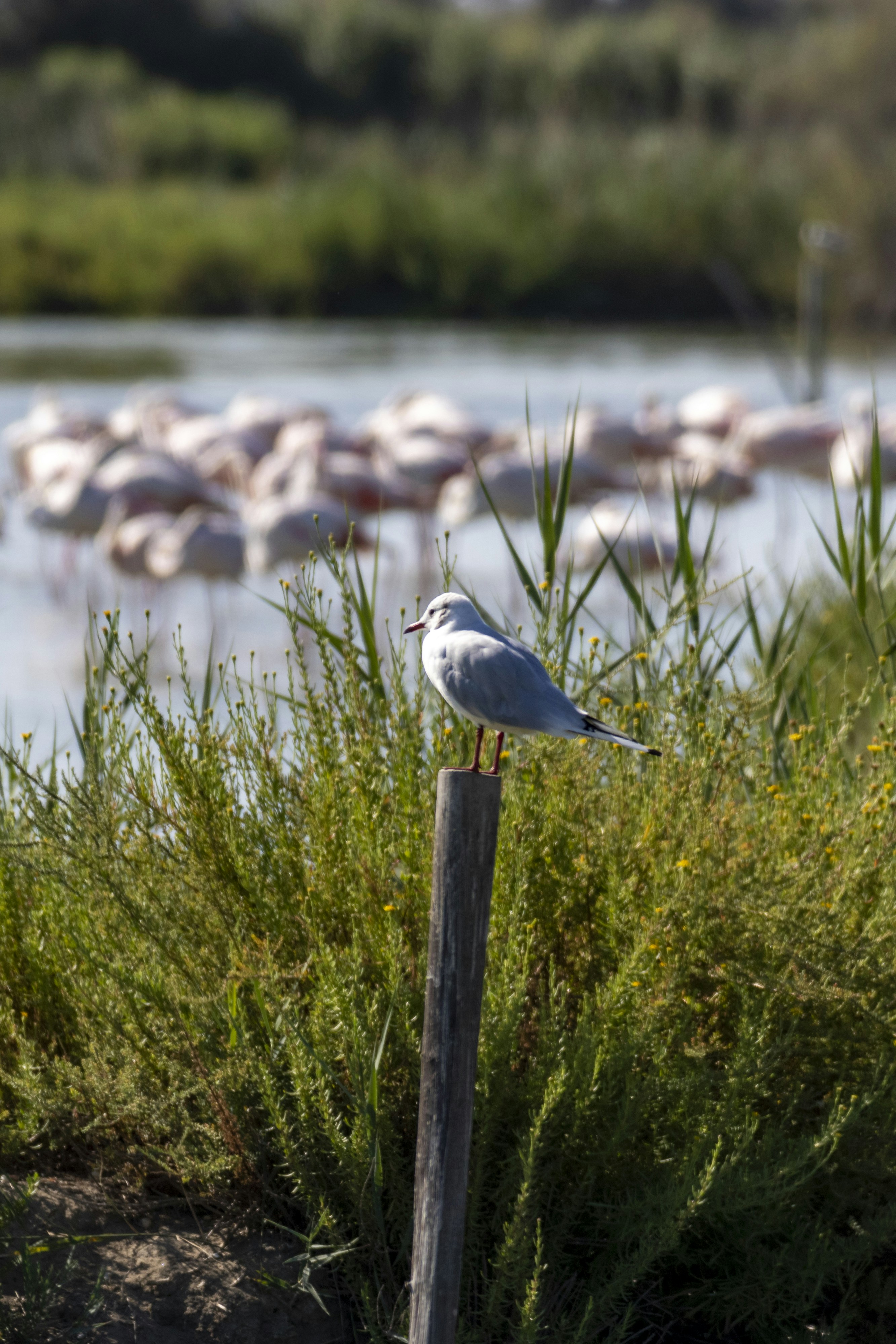Perch and Pink: A Gull Keeps Watch Over a Flamingo Marsh